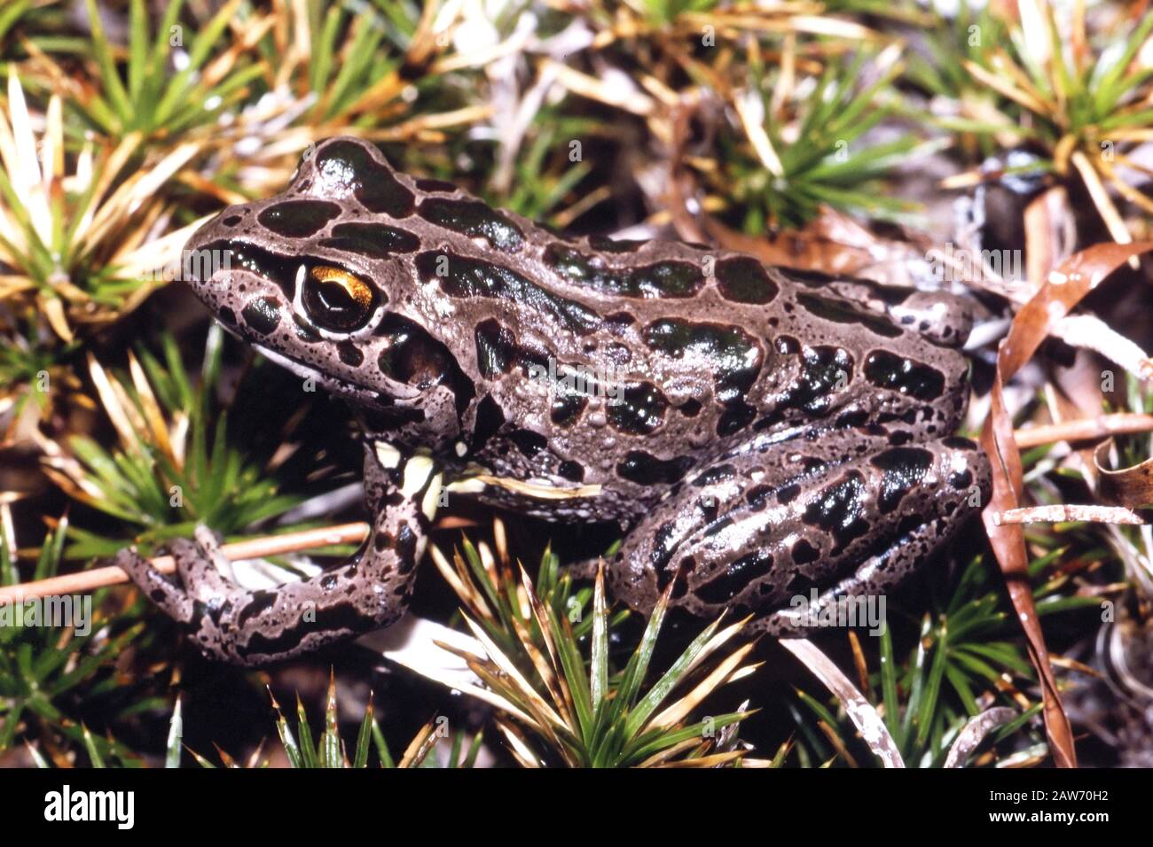 Litoria cyclorhyncha hi-res stock photography and images - Alamy