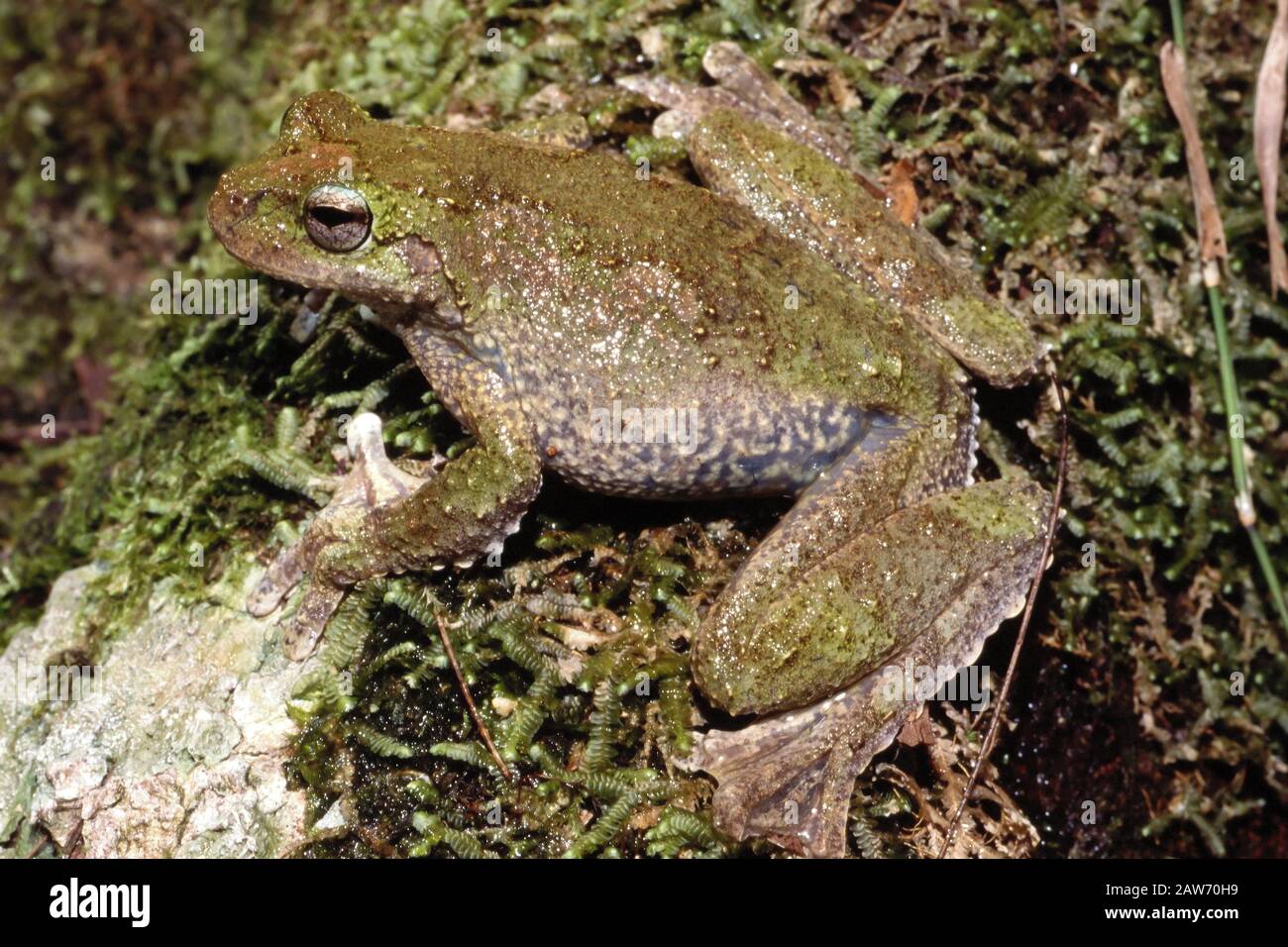 Serrated armed tree frog hi-res stock photography and images - Alamy