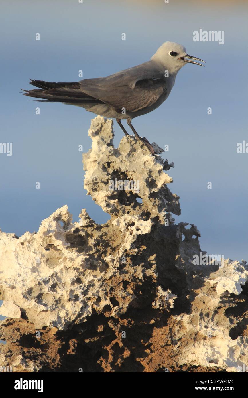 Blue noddy hi-res stock photography and images - Alamy