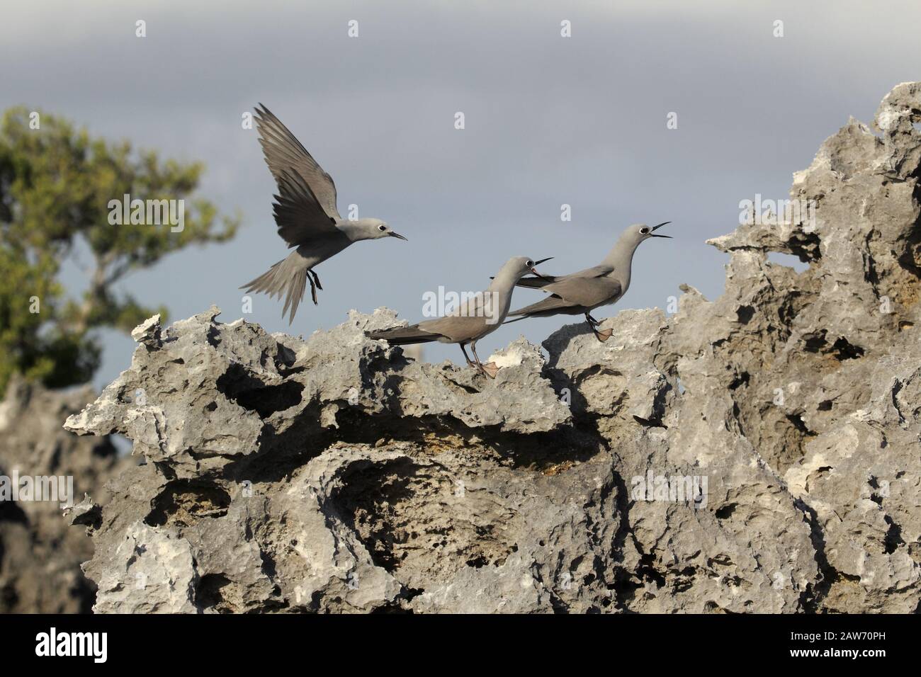 Blue noddy hi-res stock photography and images - Alamy