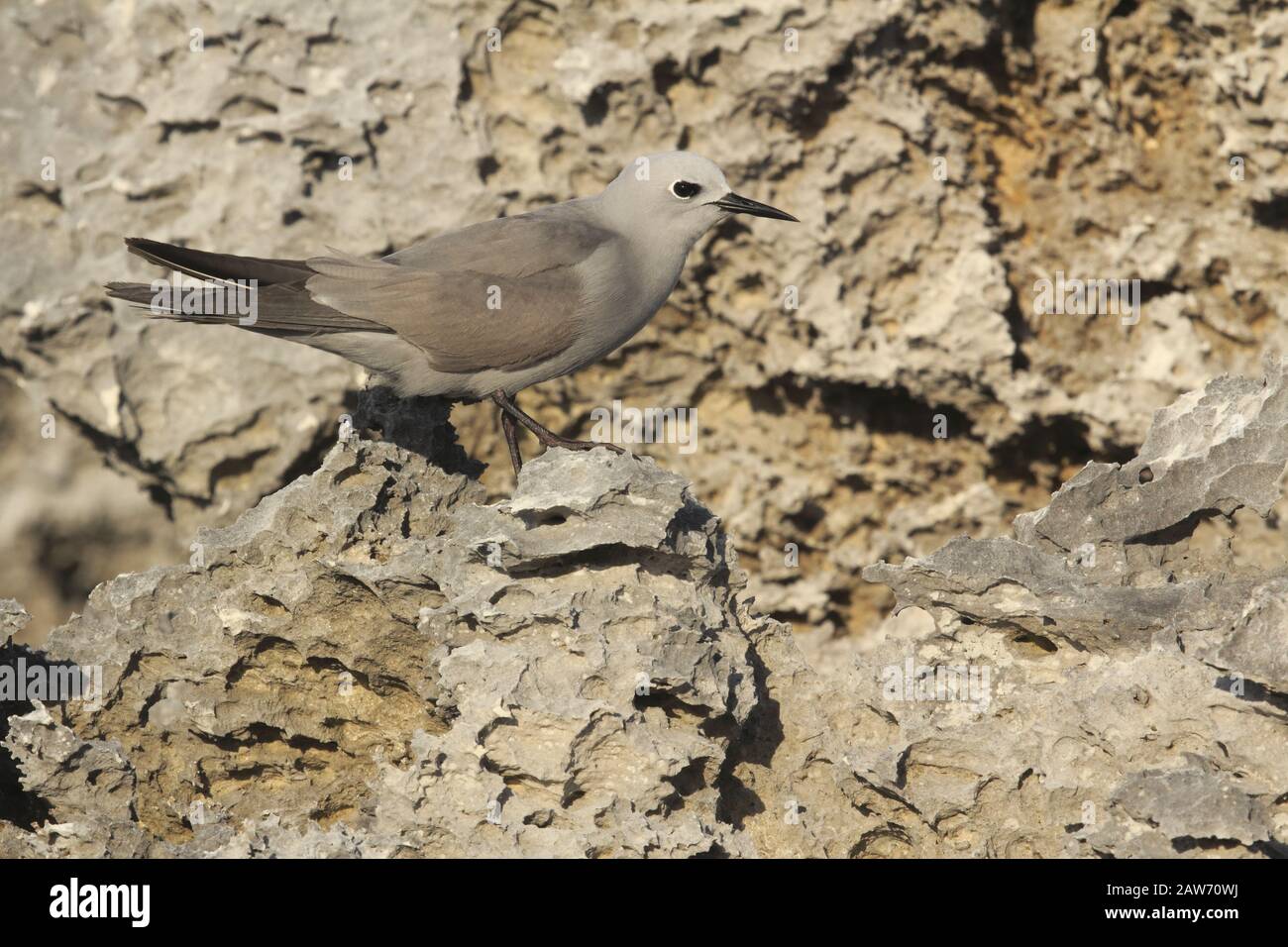 Blue noddy hi-res stock photography and images - Alamy