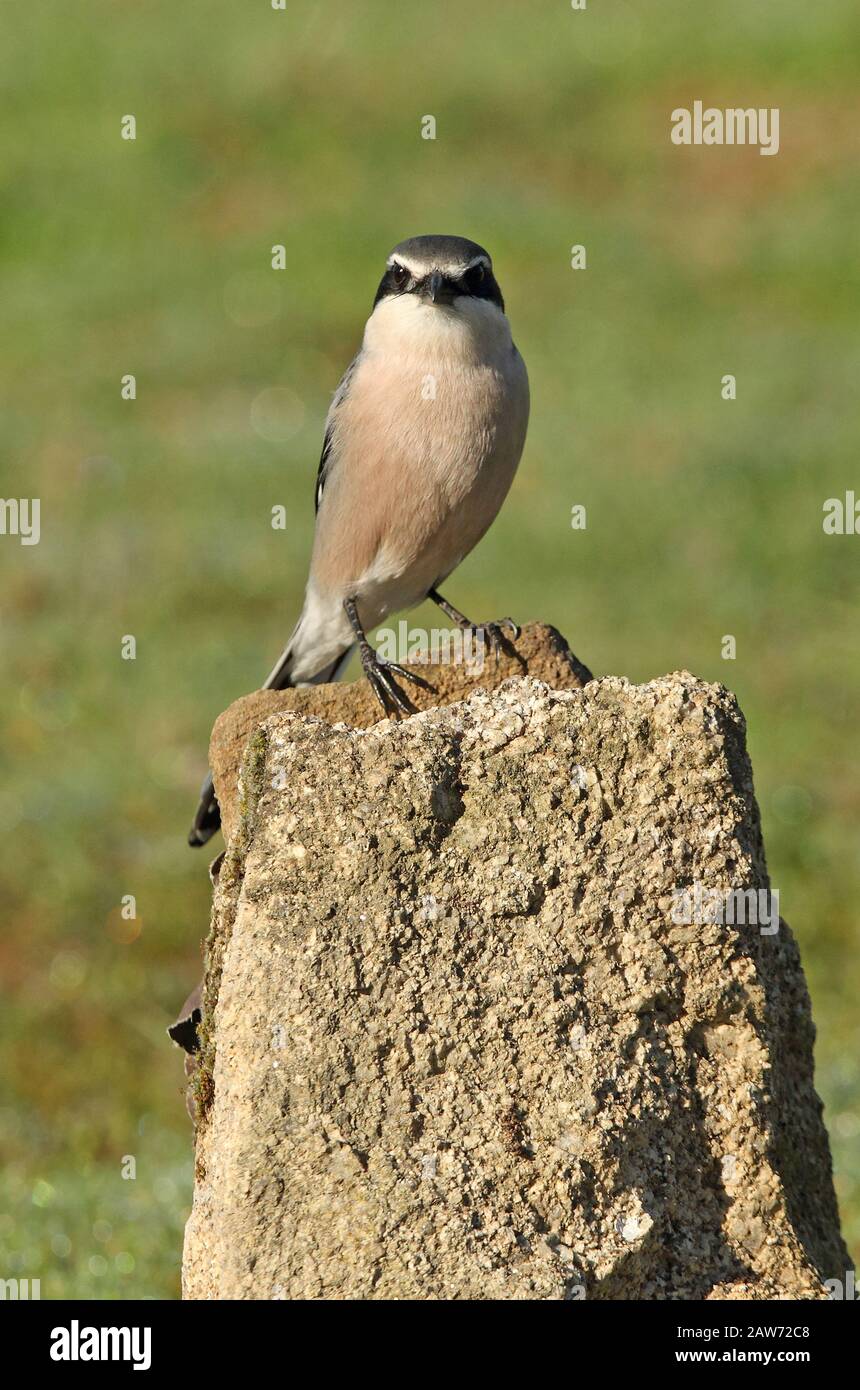 Laniidae High Resolution Stock Photography and Images - Alamy