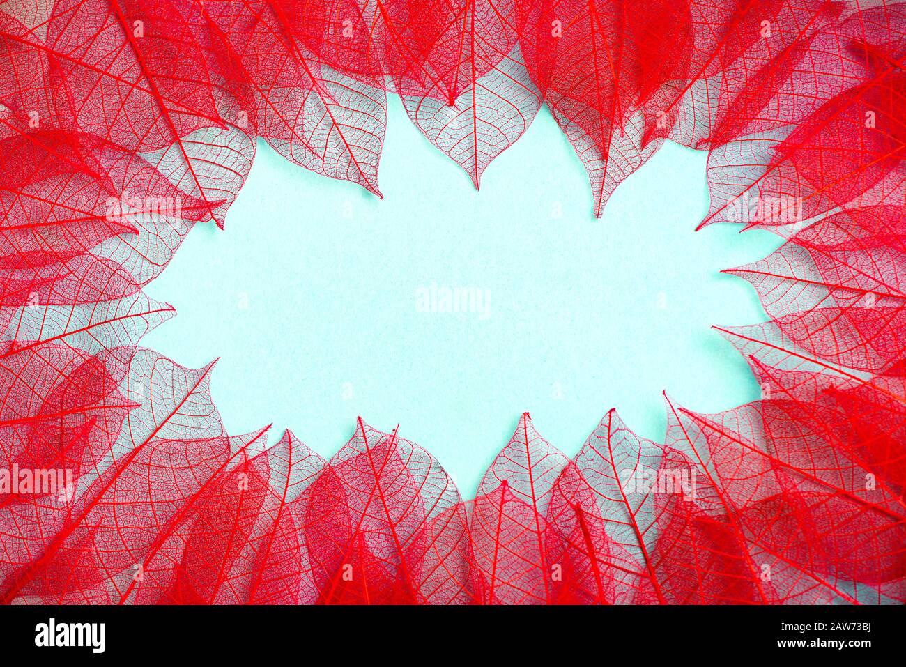 Red leaves pattern isolated on light blue background. flat lay, top ...