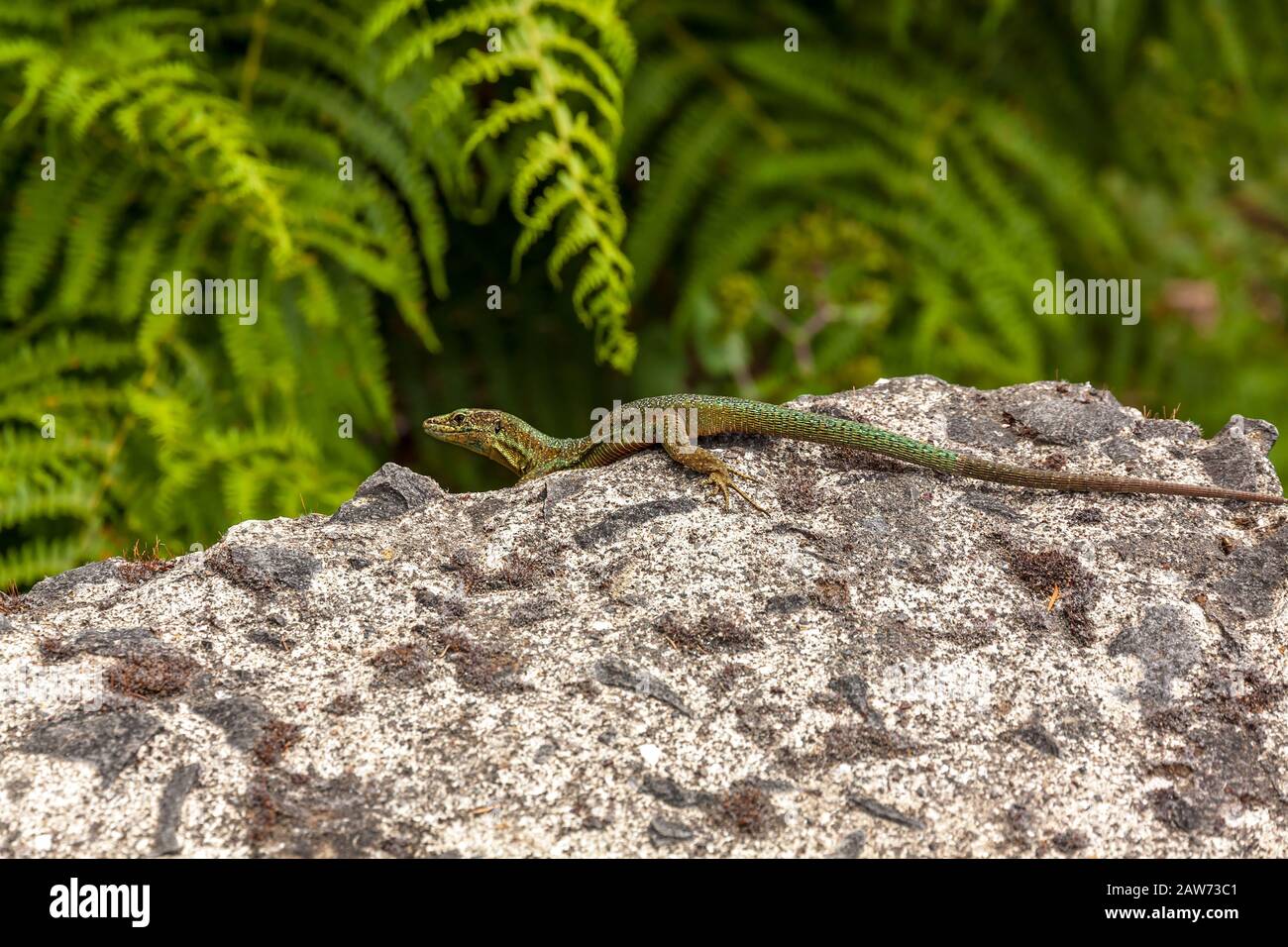 Madeira lizard (Teira dugesii) sitting on a rock, fern in background ...
