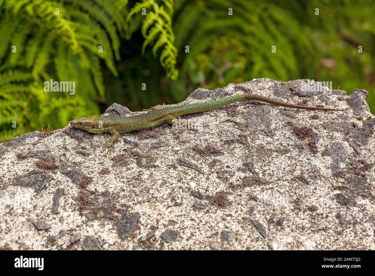 Madeira lizard (Teira dugesii) sitting on a rock, fern in background ...