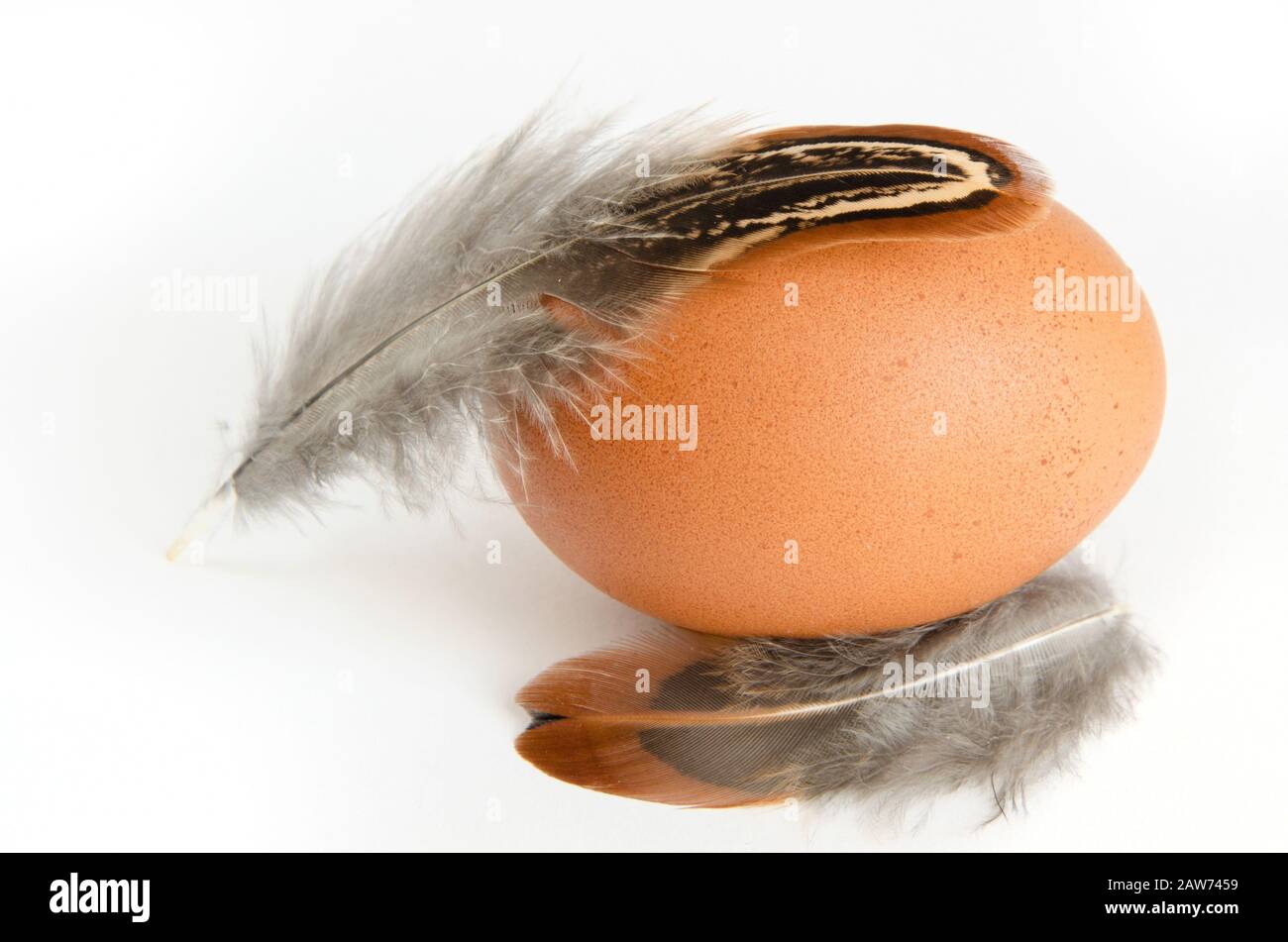 Homemade chicken egg on a white background with shadow. With a colored ...