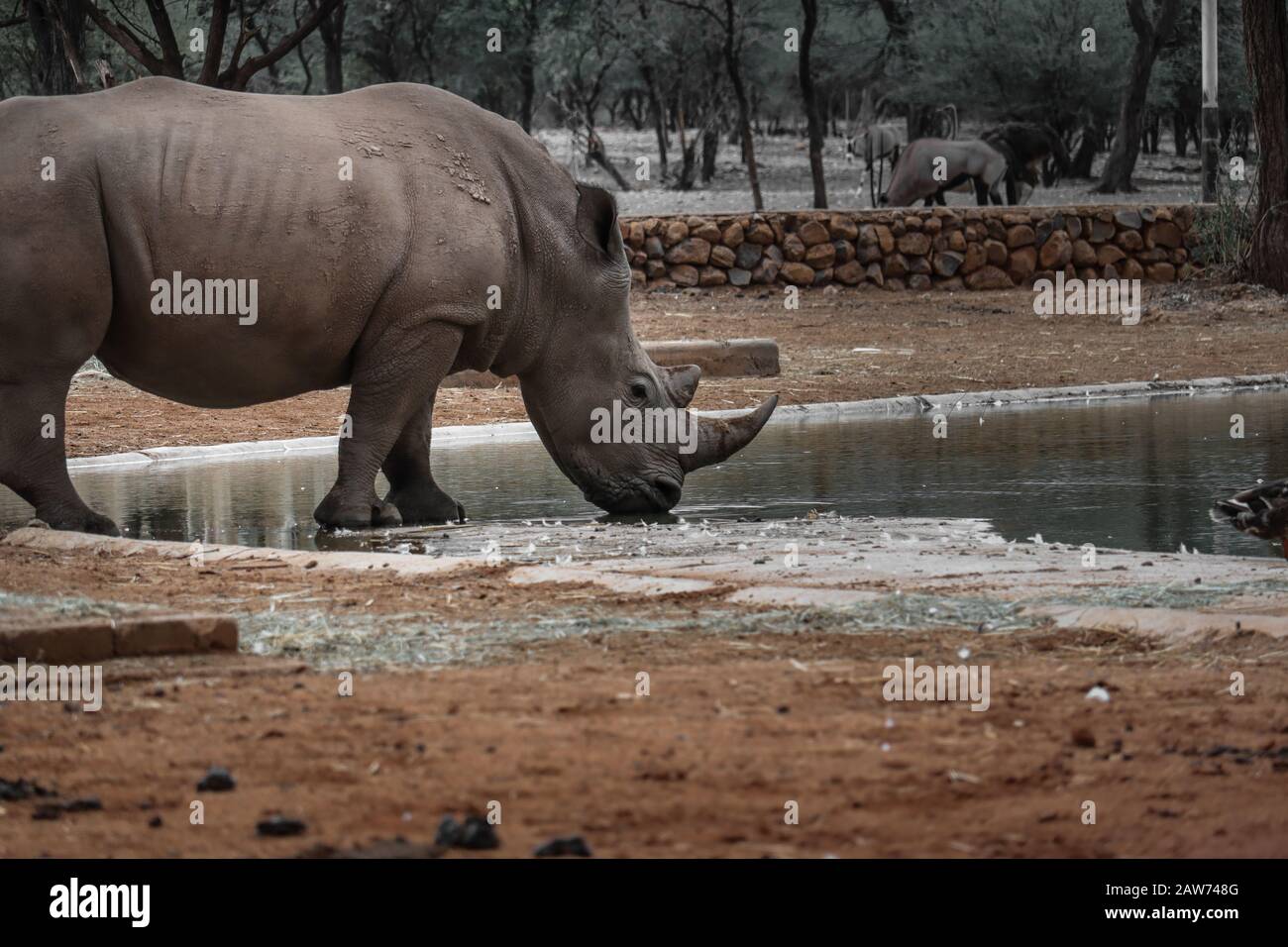 Rhino drink hi-res stock photography and images - Alamy