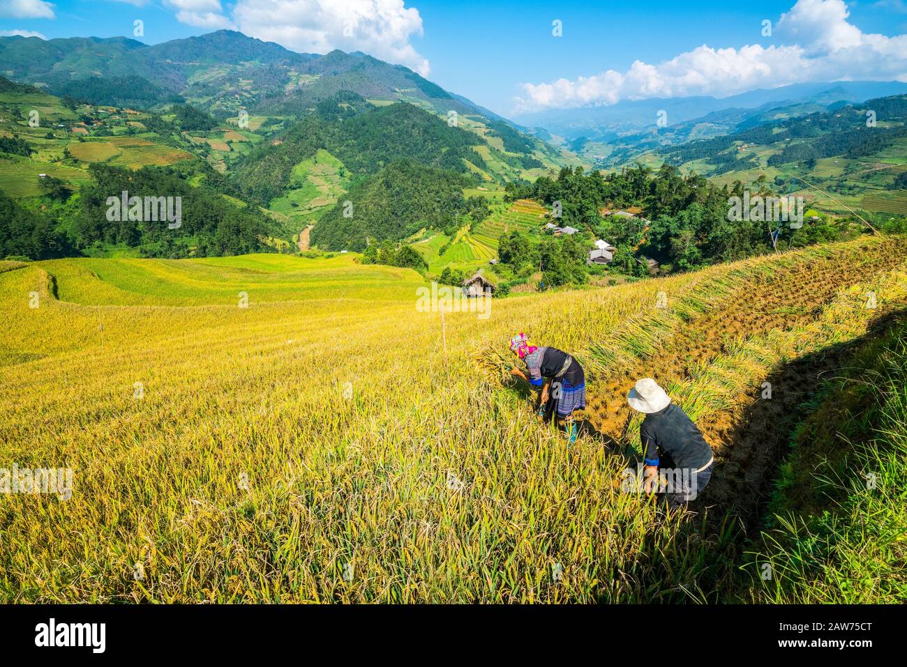 Vietnamese farmers are harvesting rice in terraced rice field in Sapa ...