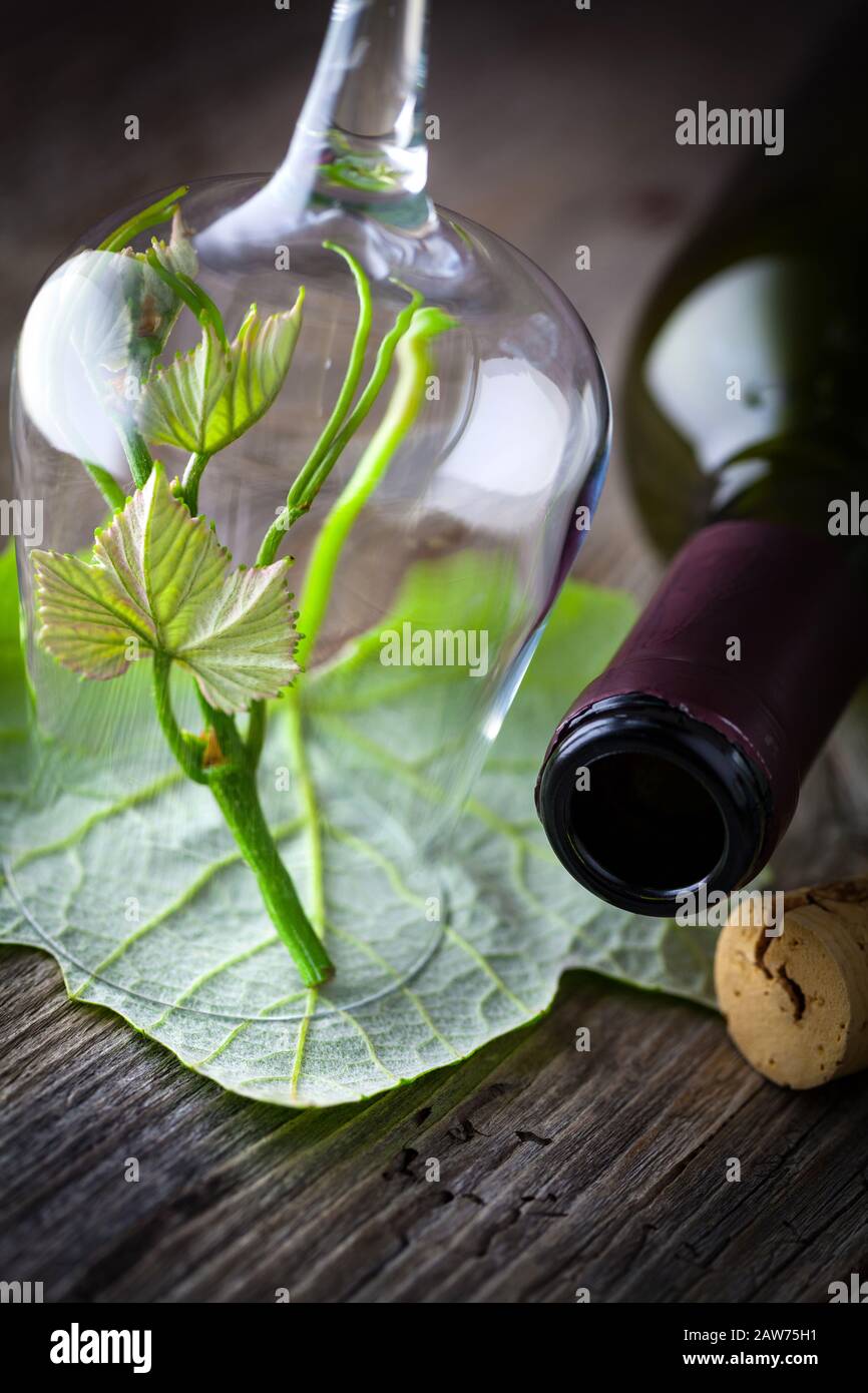 Doc leaves hi-res stock photography and images - Alamy