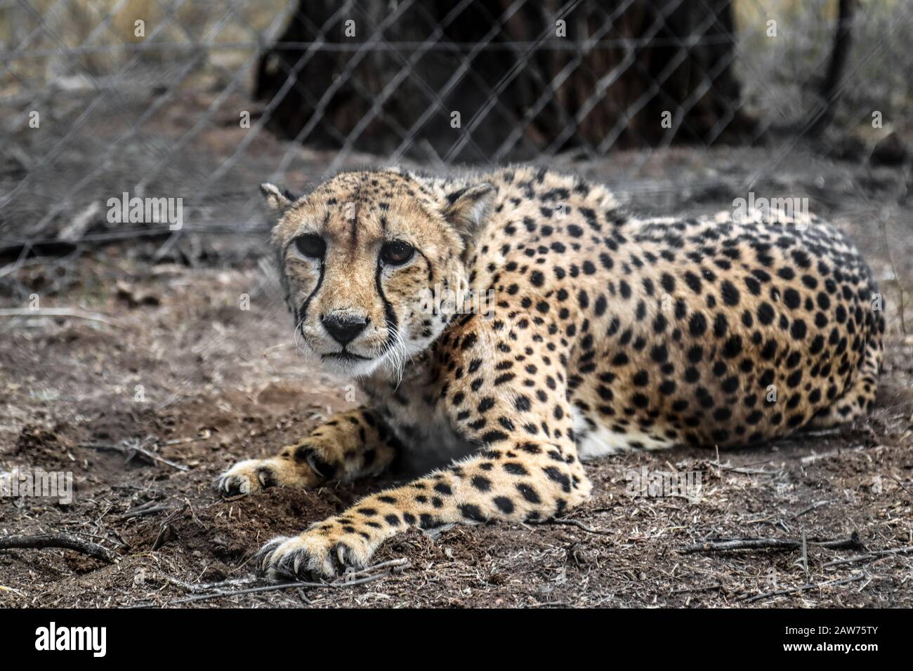 Cheetah love hi-res stock photography and images - Alamy