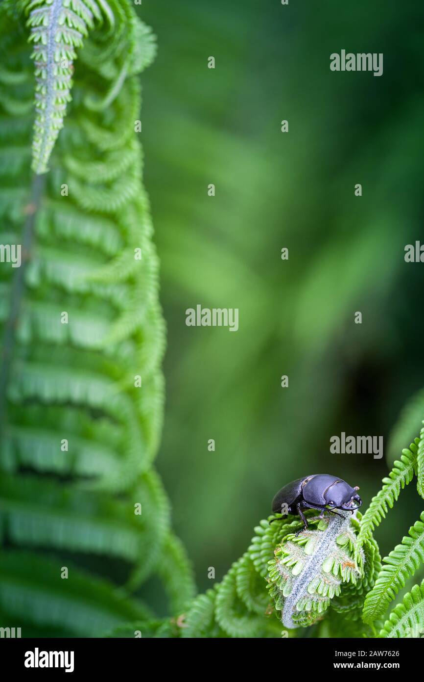 beetle on ferns - close up Stock Photo - Alamy