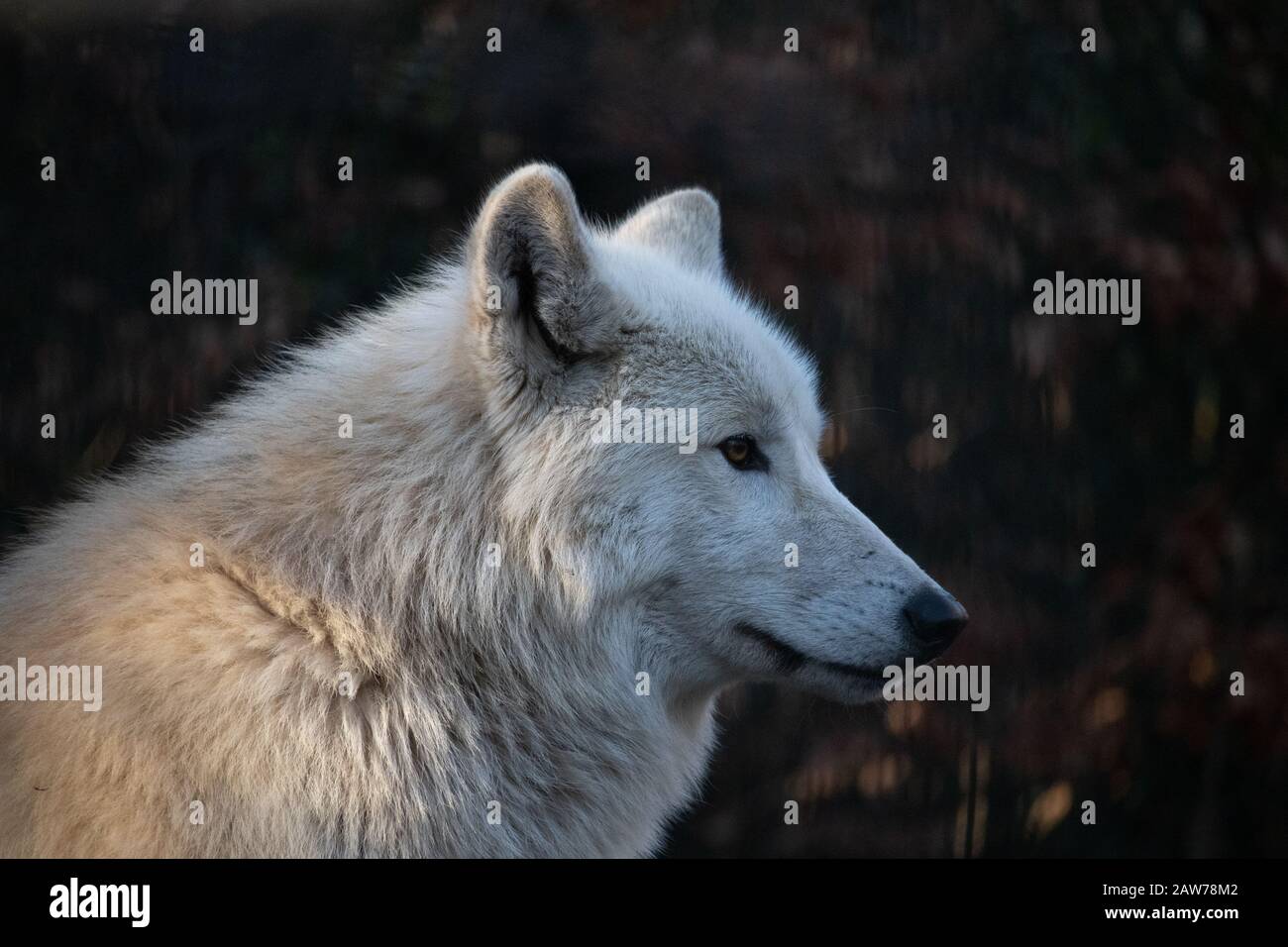 Sawtooth Pack Wolves Mata Ki