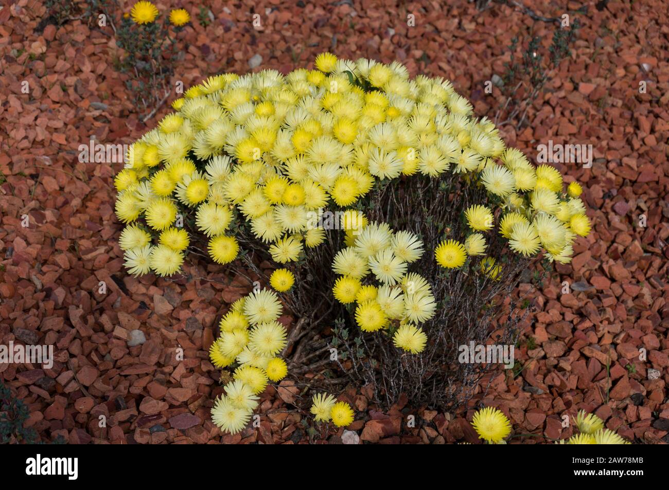 Blooming white ice plant in the garden. Hardy desert plant floral ...