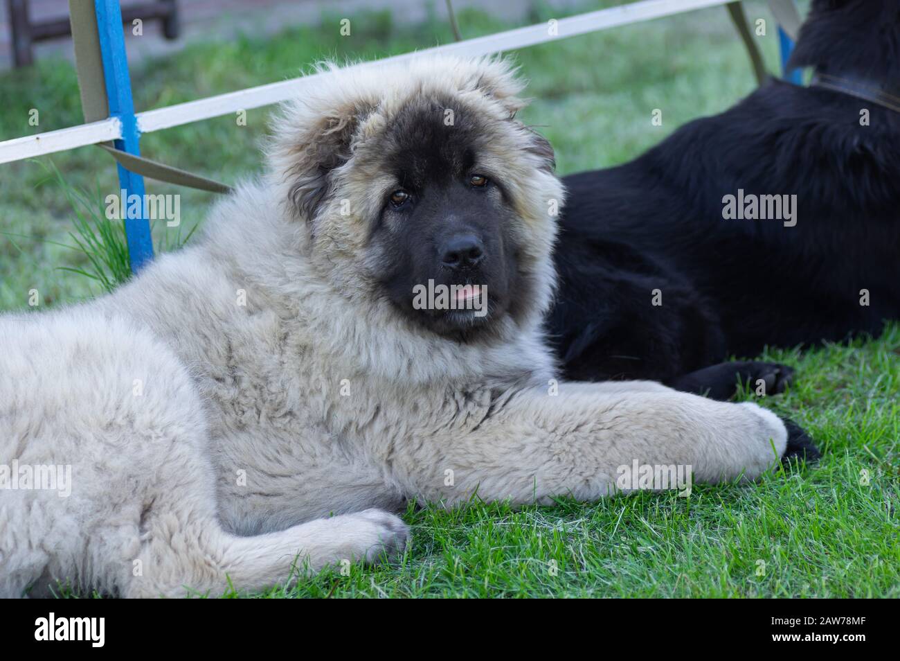 Russian Mountain Dog Puppy