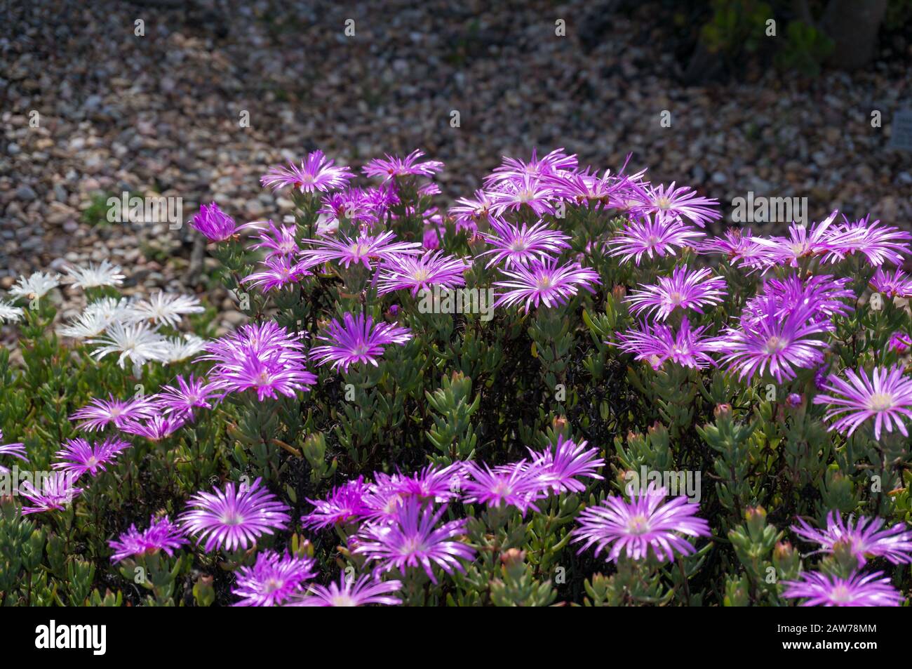 Purple ice plant hi-res stock photography and images - Alamy