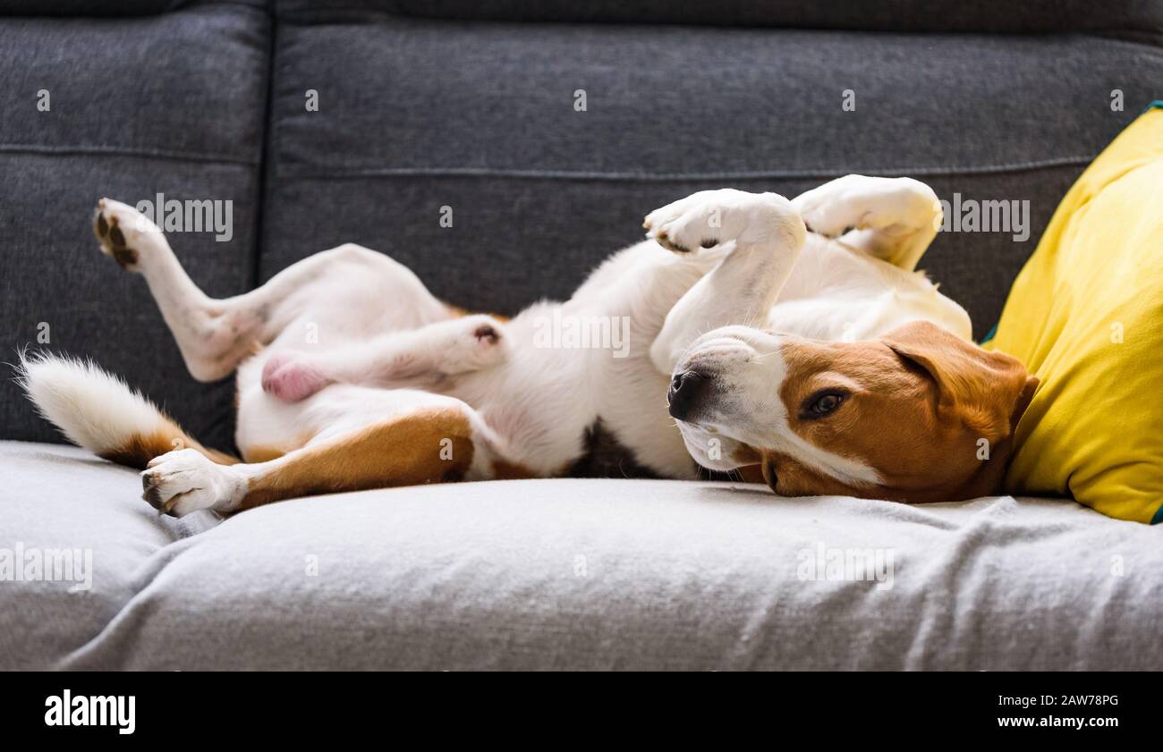 Dog sleeping position hi-res stock photography and images - Alamy