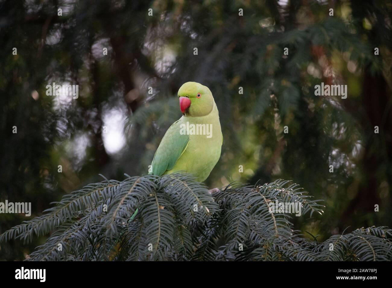 Parrot city hi-res stock photography and images - Alamy