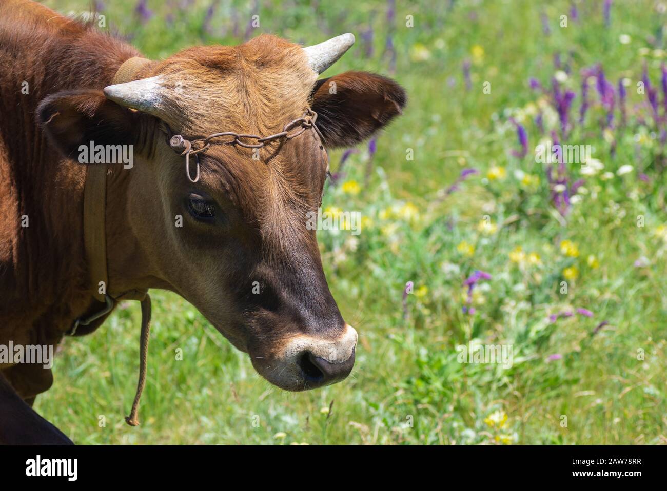 Bull calf hi-res stock photography and images - Alamy