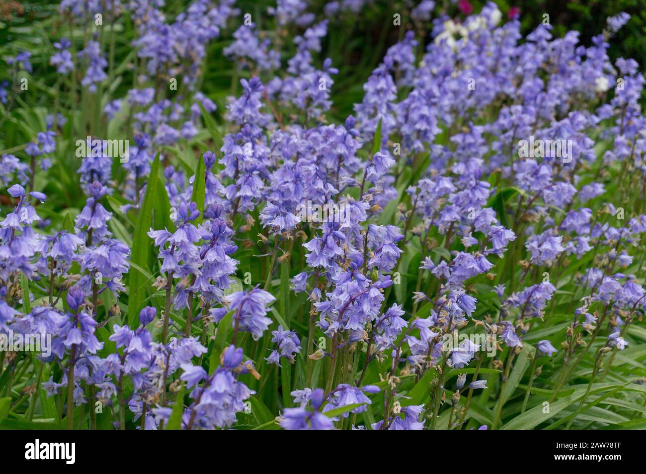 Close up of blue bell flowers on the flower bed in the garden. Spring ...