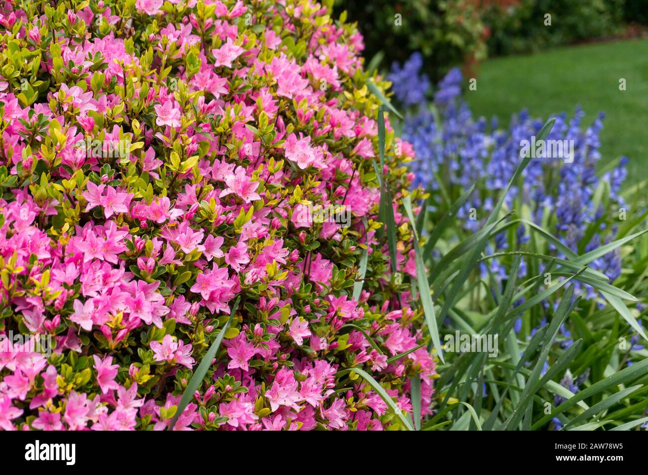 Close up of bright pink flowers on the shrub in the garden. Ornamental ...