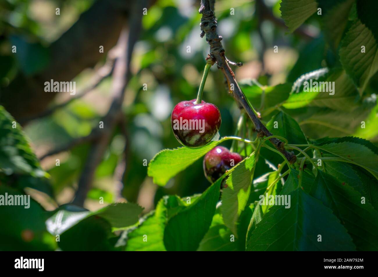 Close up of ripe red cherry hanging on cherry tree in fruit orchard ...