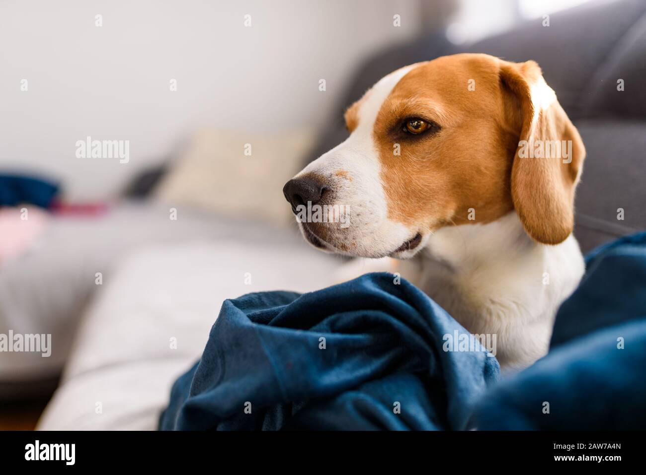 Beagle dog sad eyes big nose. Portrait, Copy space Stock Photo - Alamy