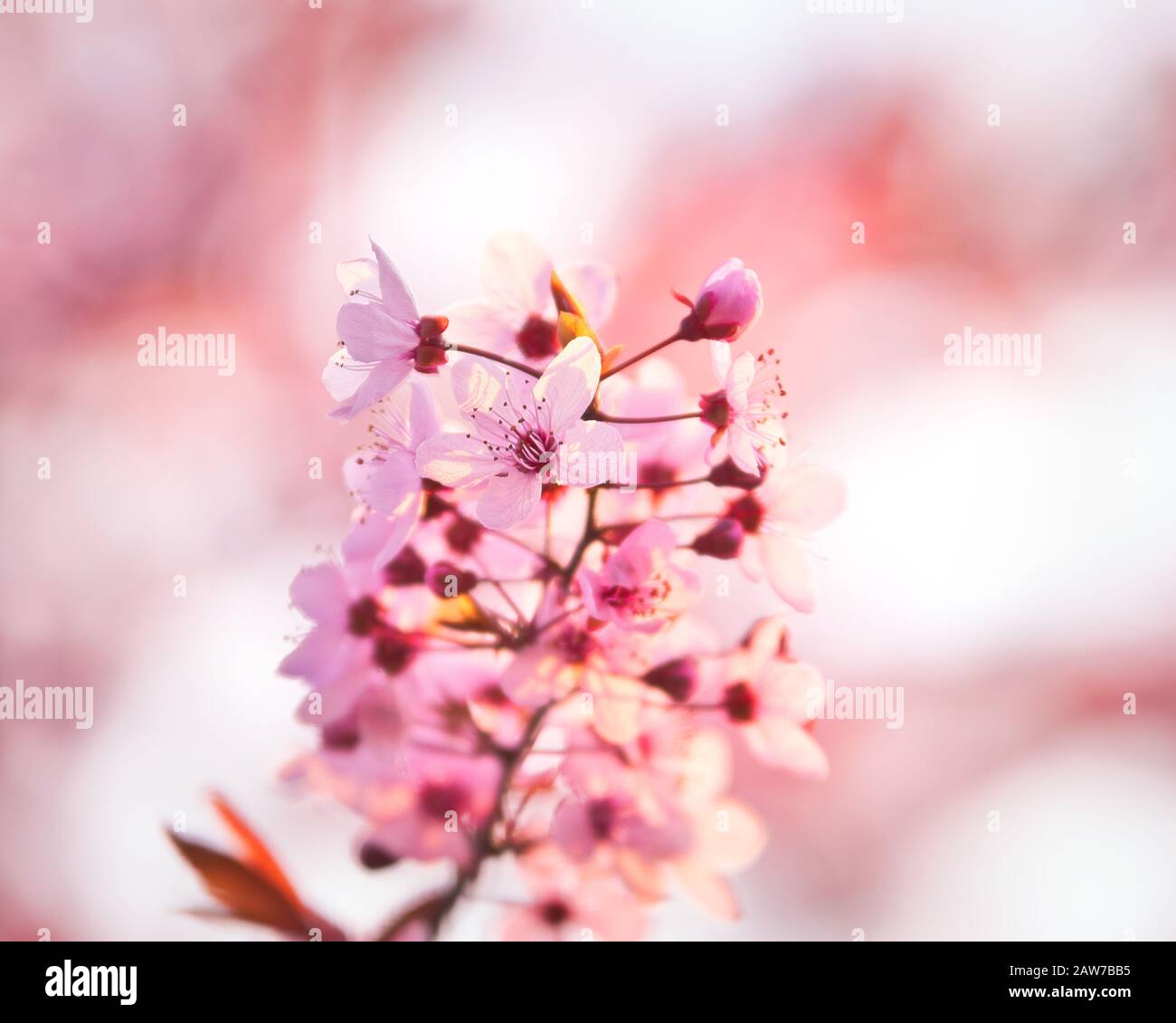 Pink cherry blossom close up Stock Photo - Alamy