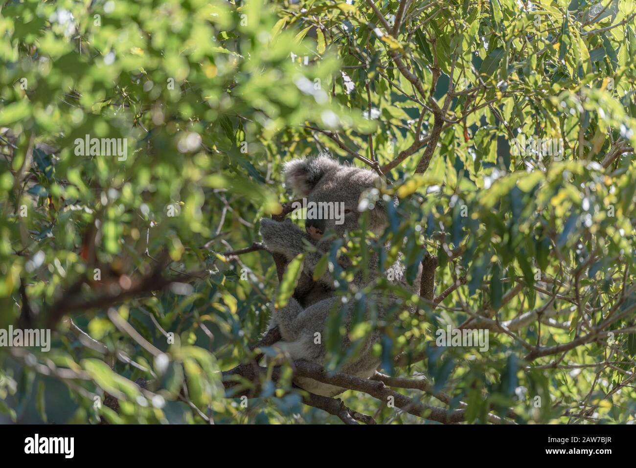 Cute koala bear hiding in eucalyptus trees. Australian wildlife ...
