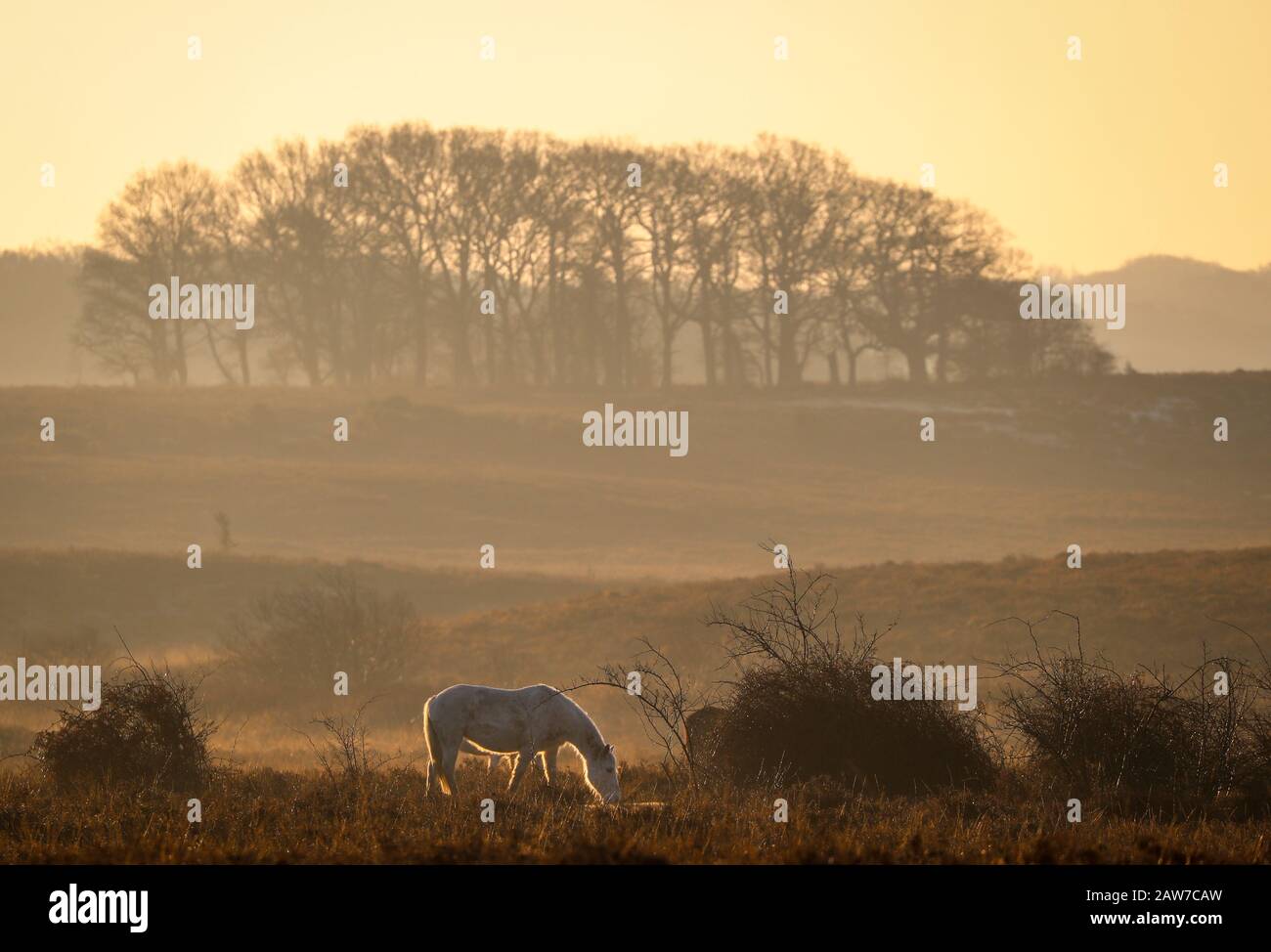 New Forest, Hampshire. 7th February 2020. UK Weather: A cold misty ...