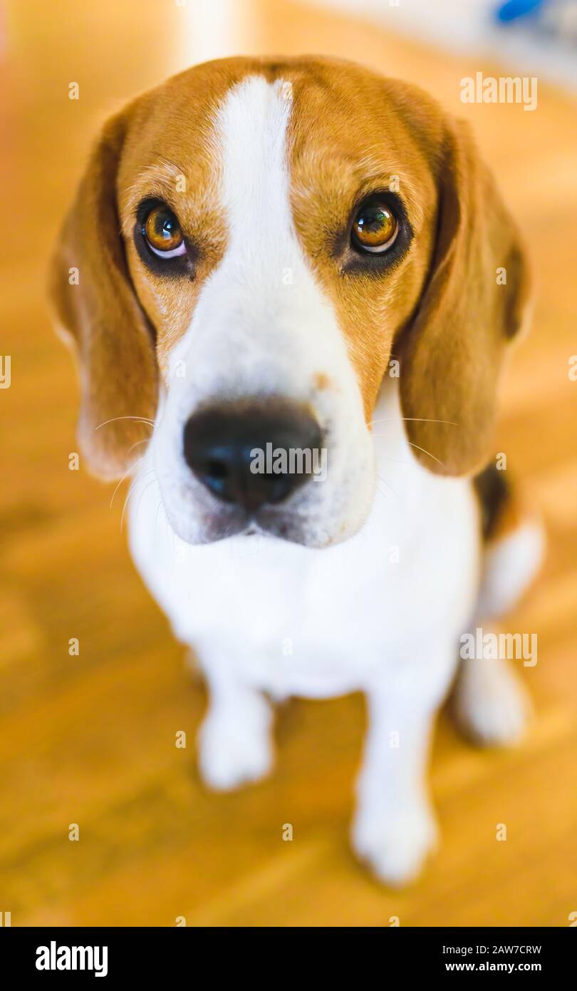 Cartoon Sad Beagles Face