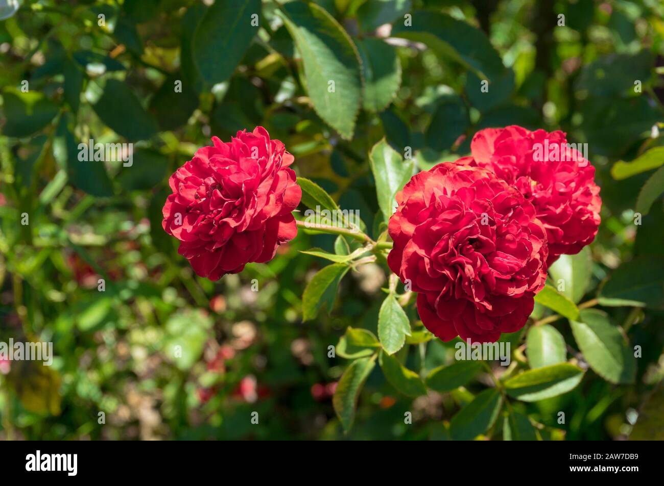 Bright red rose flowers in the garden. Floral nature background Stock ...