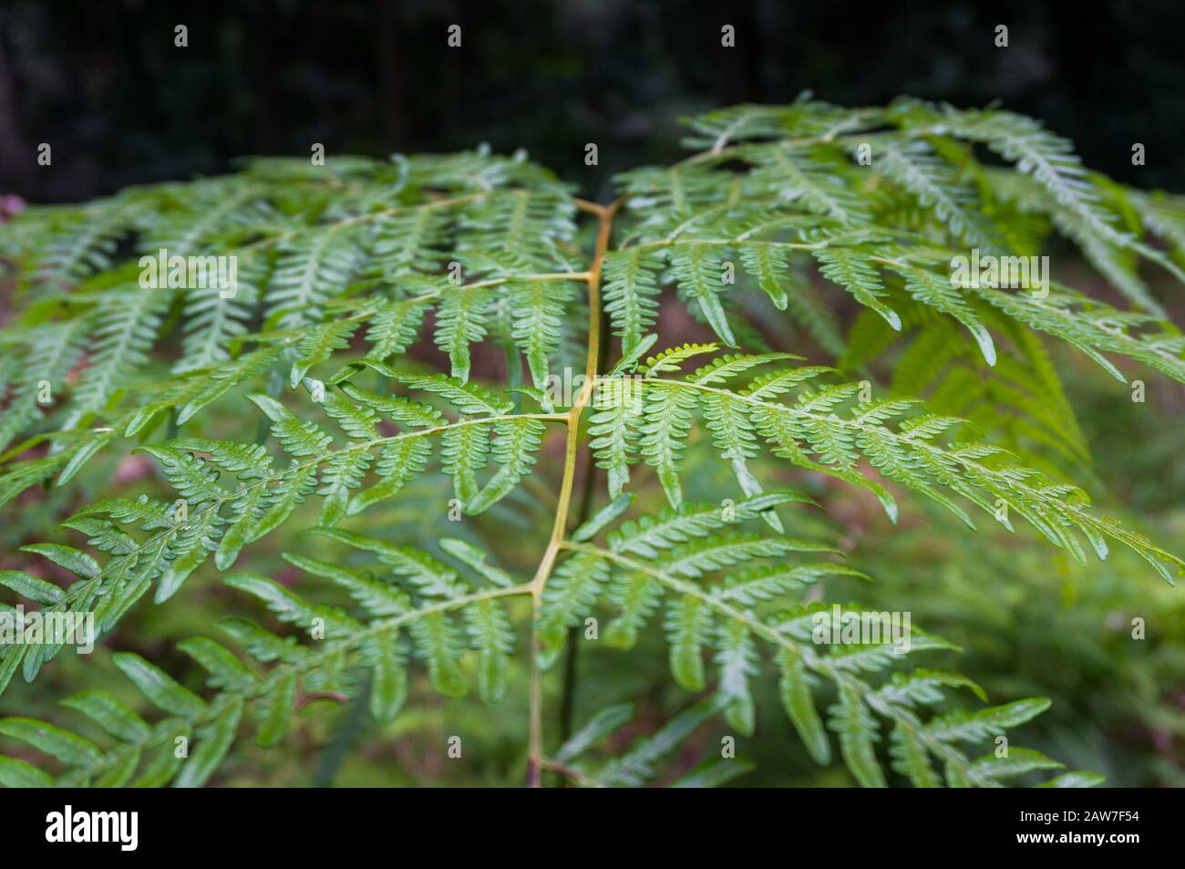 Close up of beautiful fern leaf, frond. Nature background Stock Photo ...