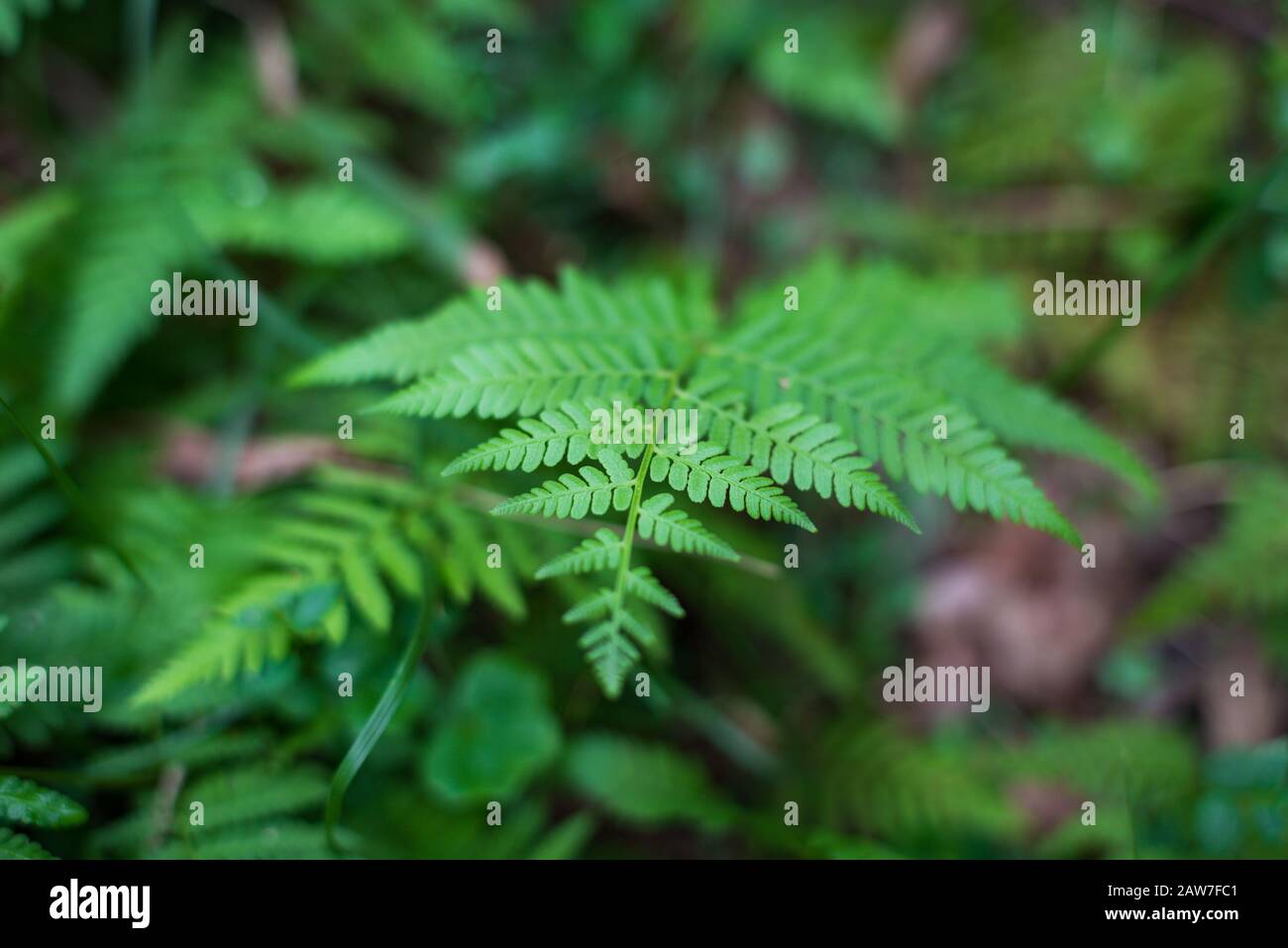 Close up of beautiful fern leaf, frond. Nature background Stock Photo ...