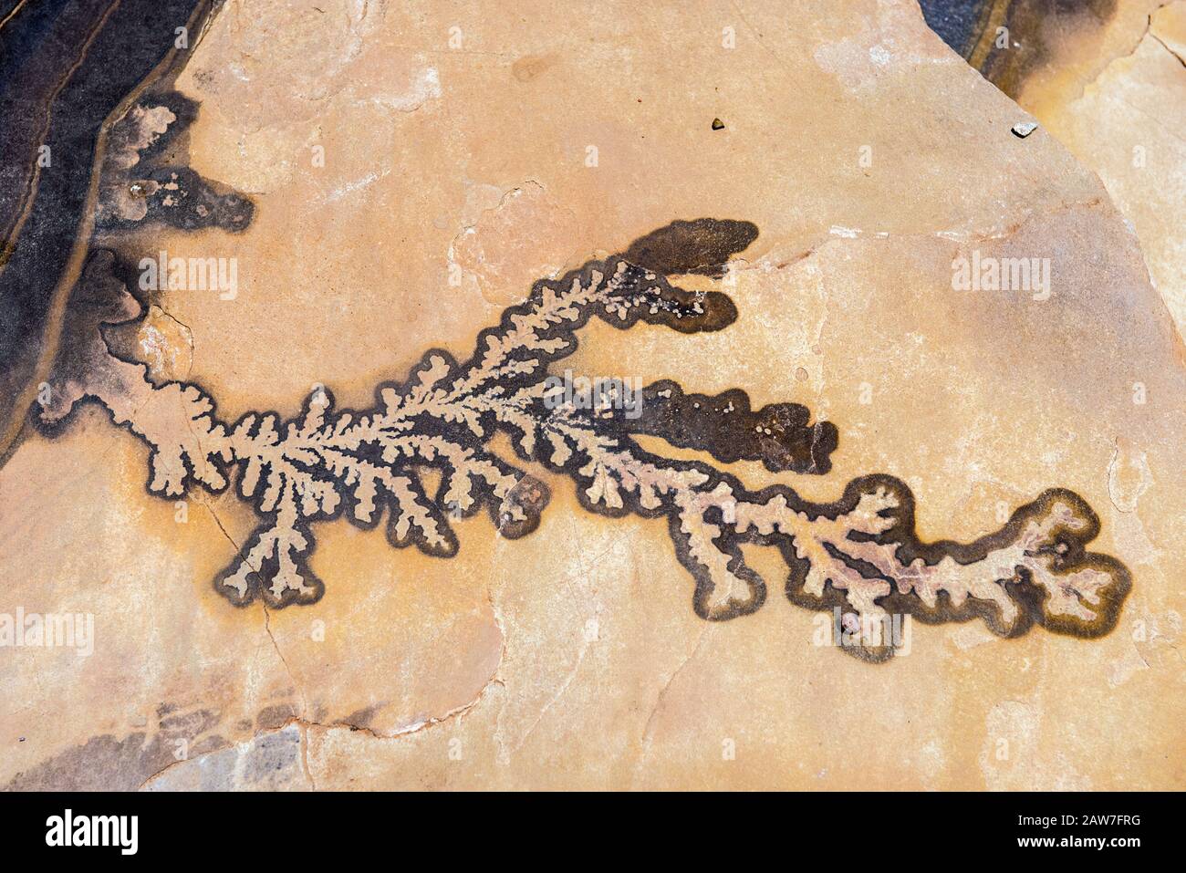 Dendrite fossil hi-res stock photography and images - Alamy