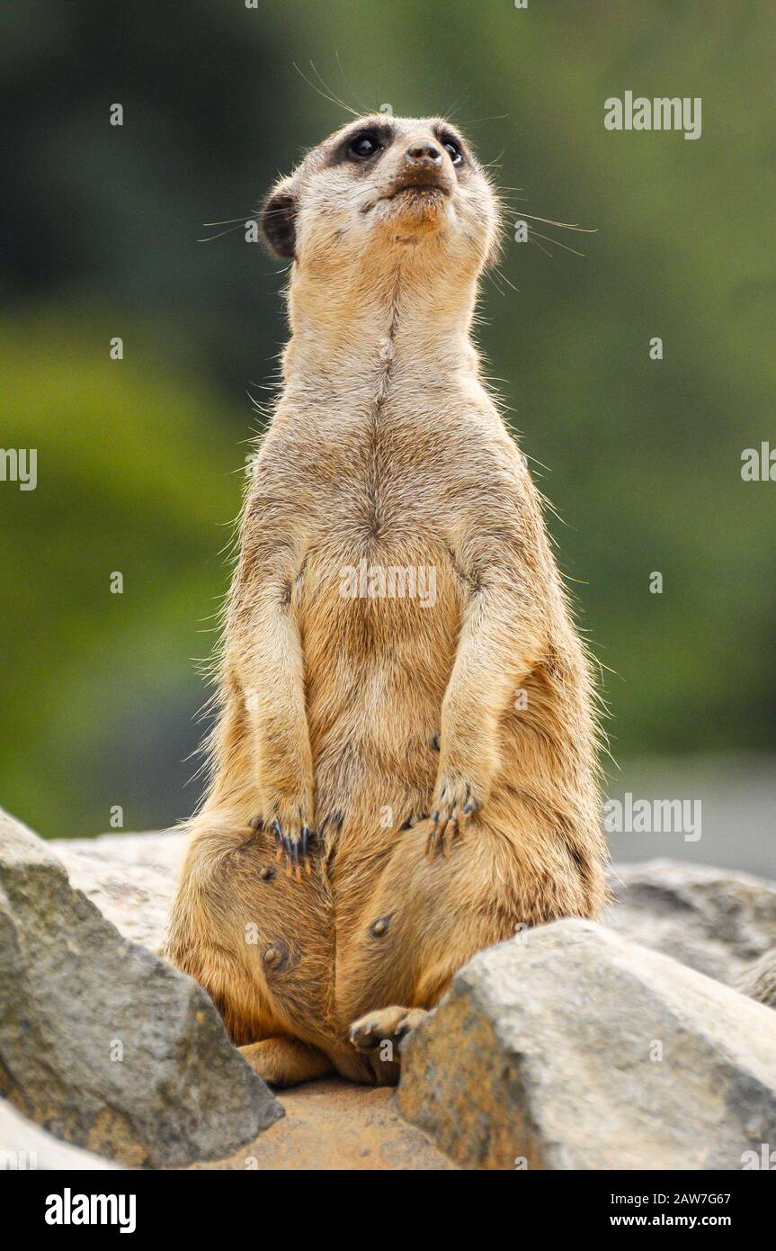A female meerkat standing on a stone and watching the surroundings ...