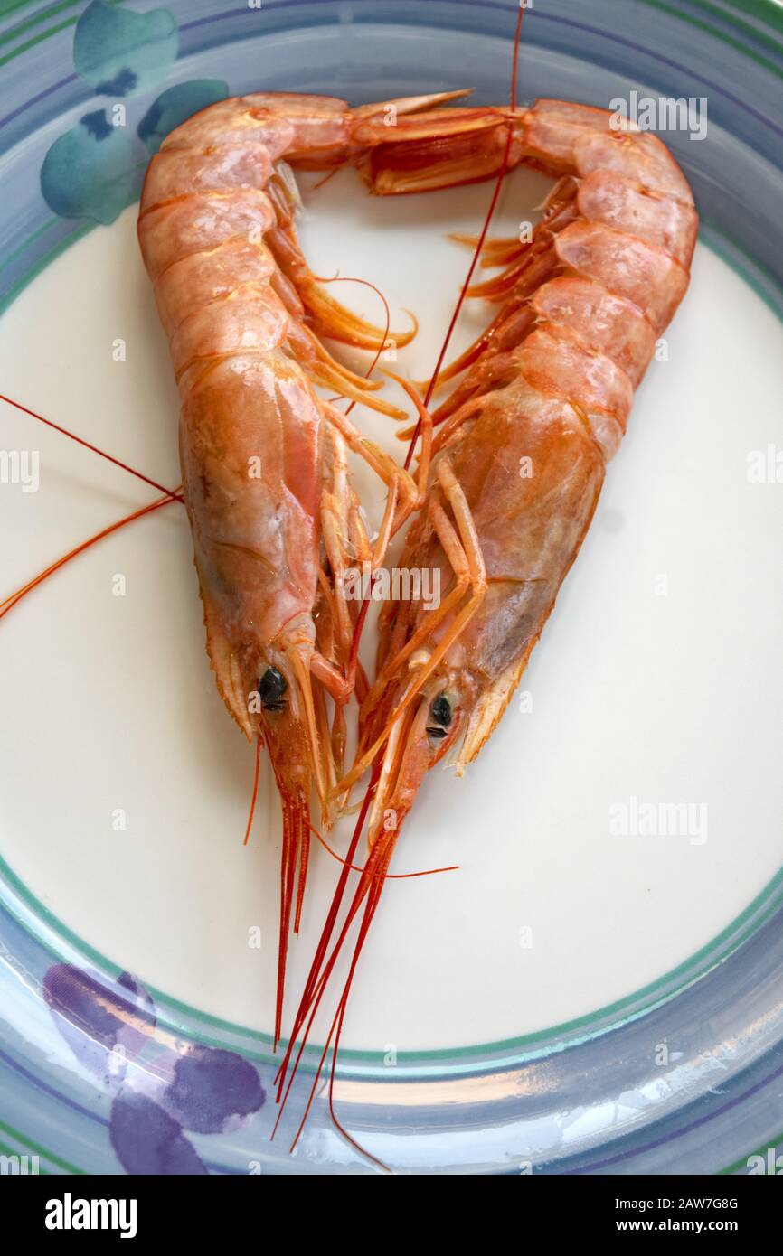 fresh red king prawns in a dish Stock Photo - Alamy