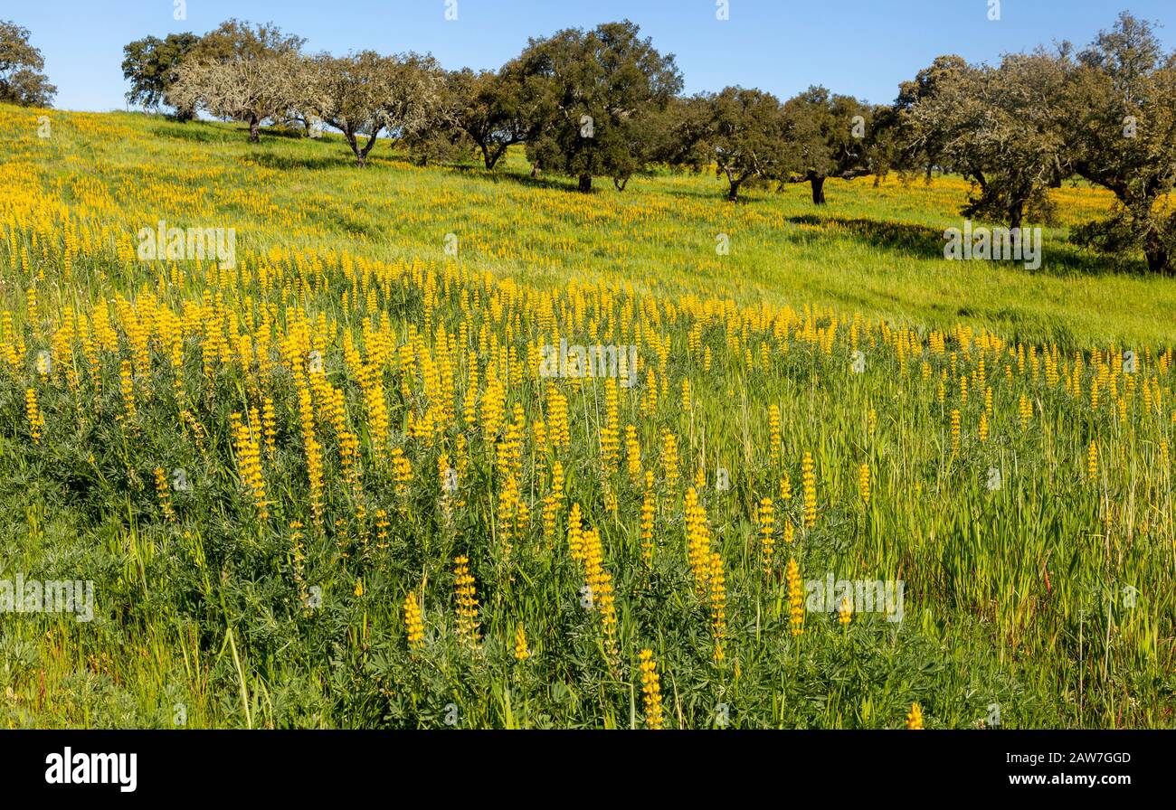 Yellow flowers of lupin plants, Lupine Albus in a field with cork oak ...