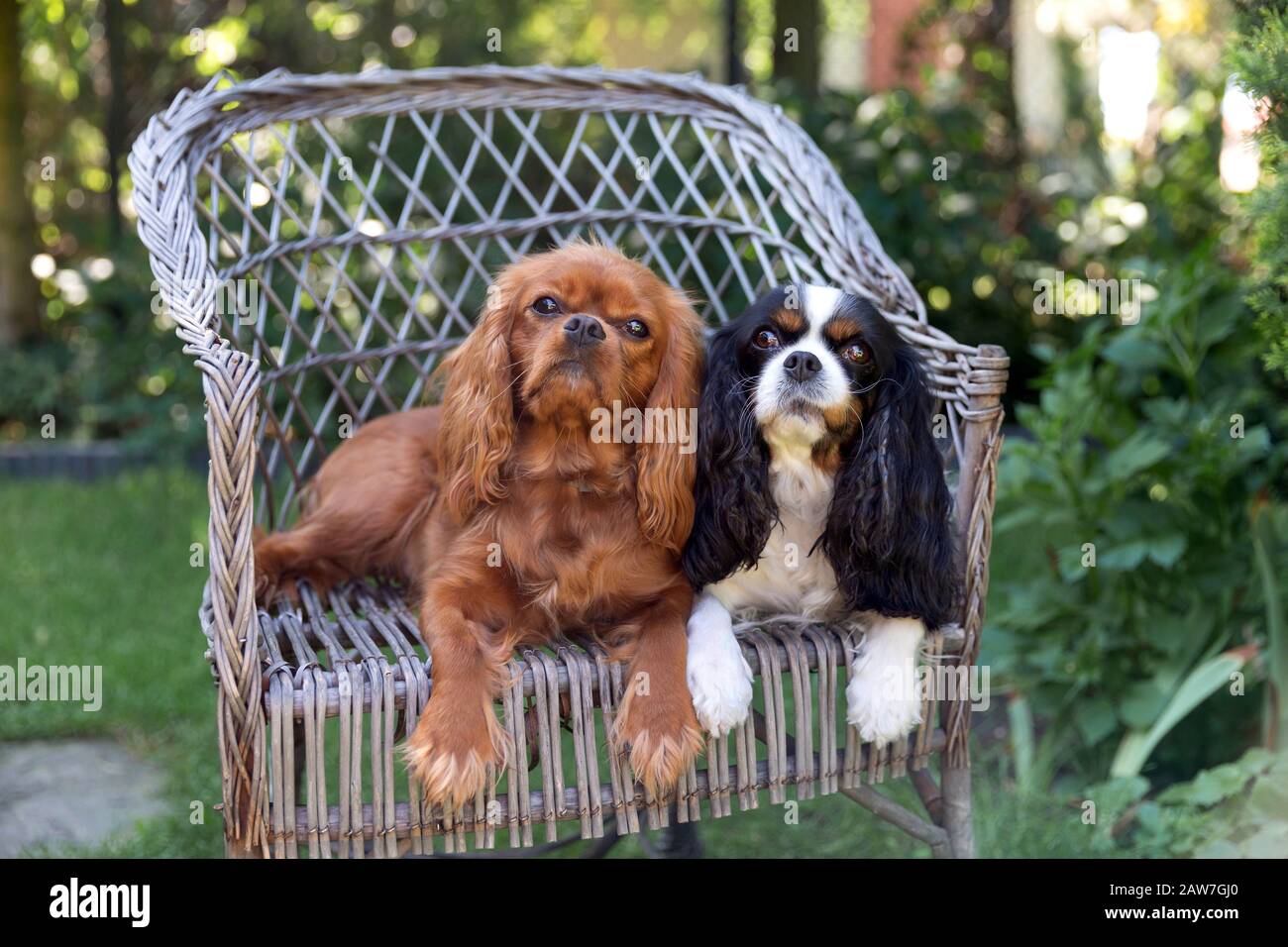 Two dogs sitting on the chair on warm summer day Stock Photo - Alamy