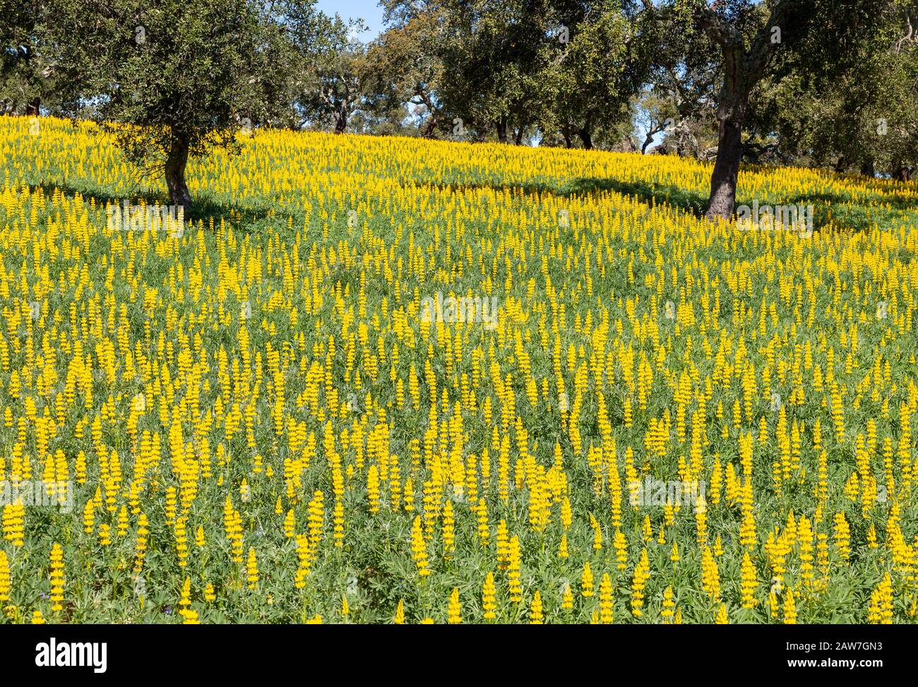 Yellow flowers of lupin plants, Lupine Albus in a field with cork oak ...