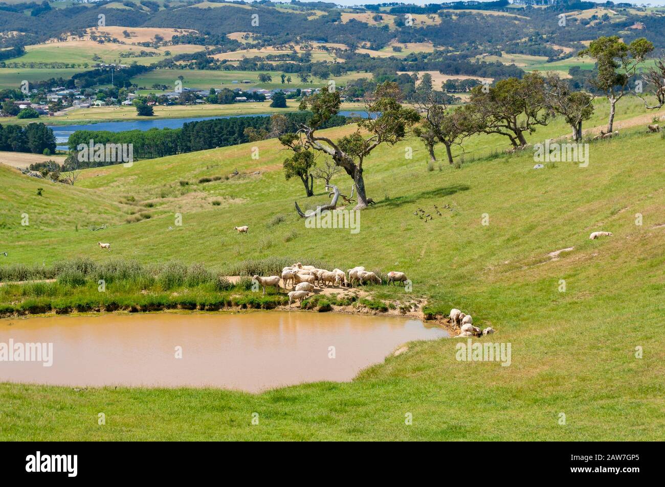 Australian rural landscape of sheep near the dam on sunny day ...