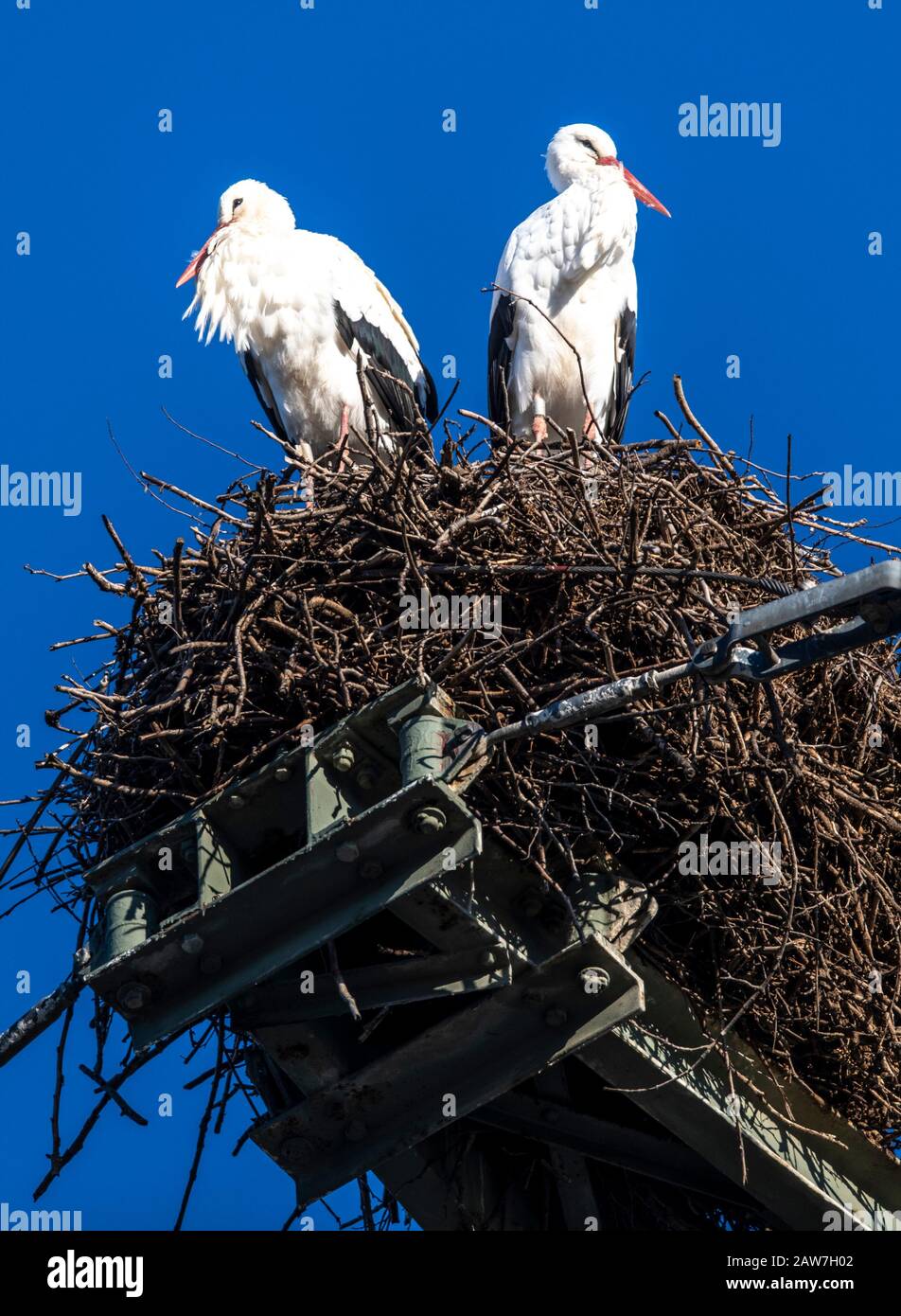 Reute, Germany. 07th Feb, 2020. Storks sit in their nest on a power ...
