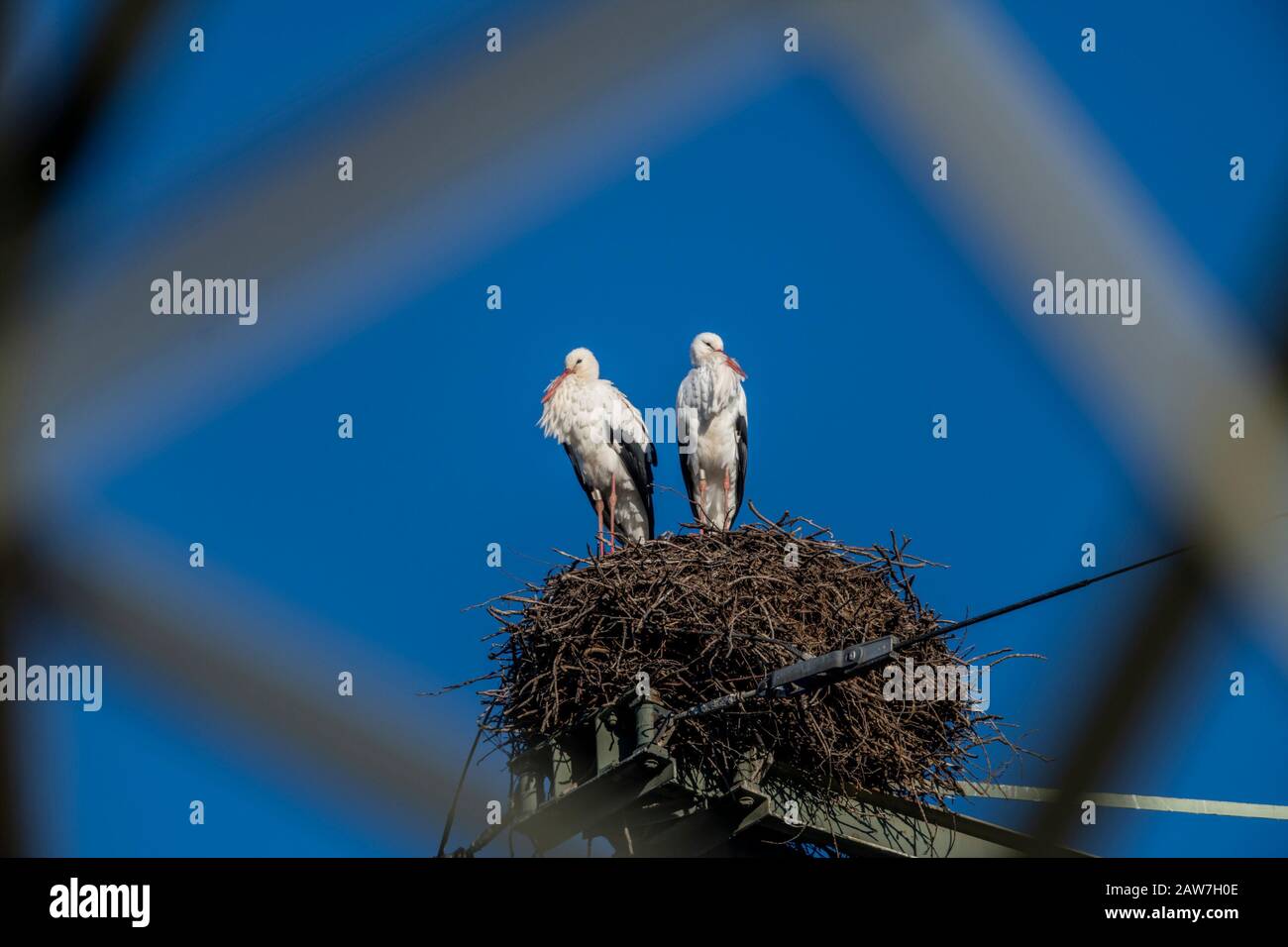 Reute, Germany. 07th Feb, 2020. Storks sit in their nest on a power ...