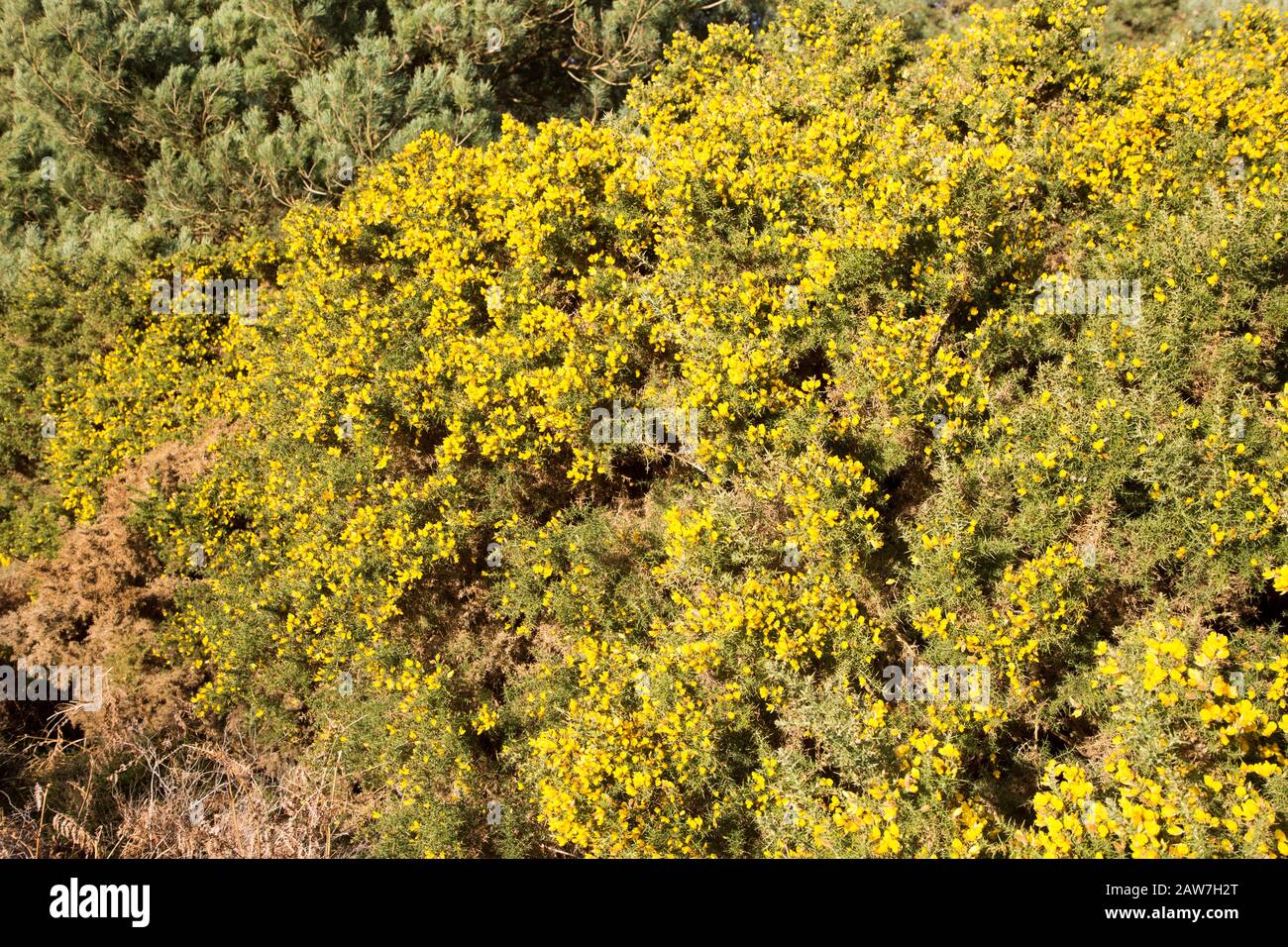 Yellow flowers of evergreen shrub Common Gorse Ulex europaeus, also ...