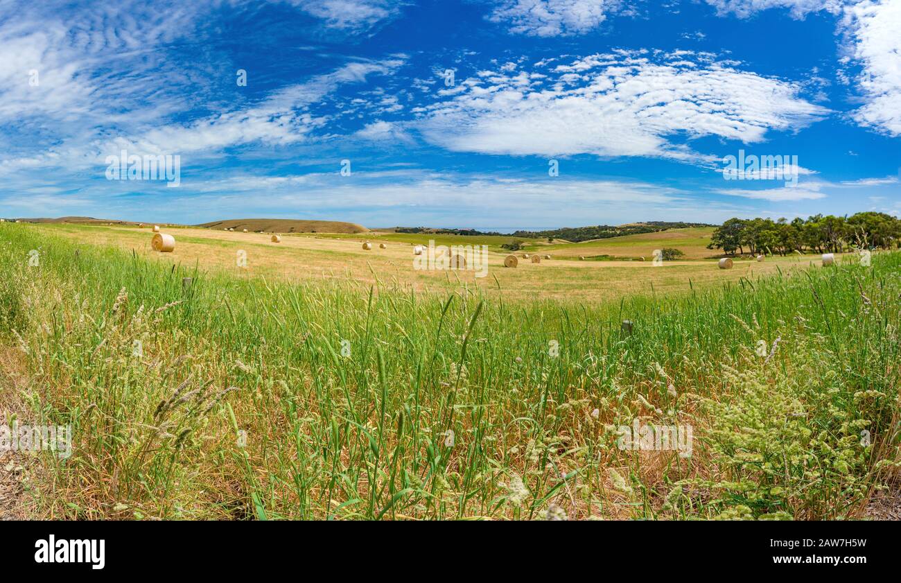 Panorama landscape of countryside rural fiels wirh round straw bales ...