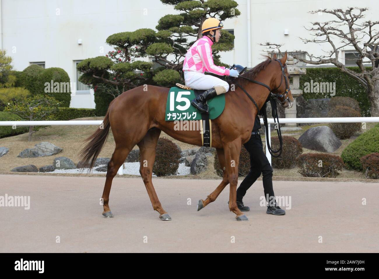 Kyoto, Japan. 2nd Feb, 2020. Naran Huleg (Kyosuke Maruta) Horse Racing ...