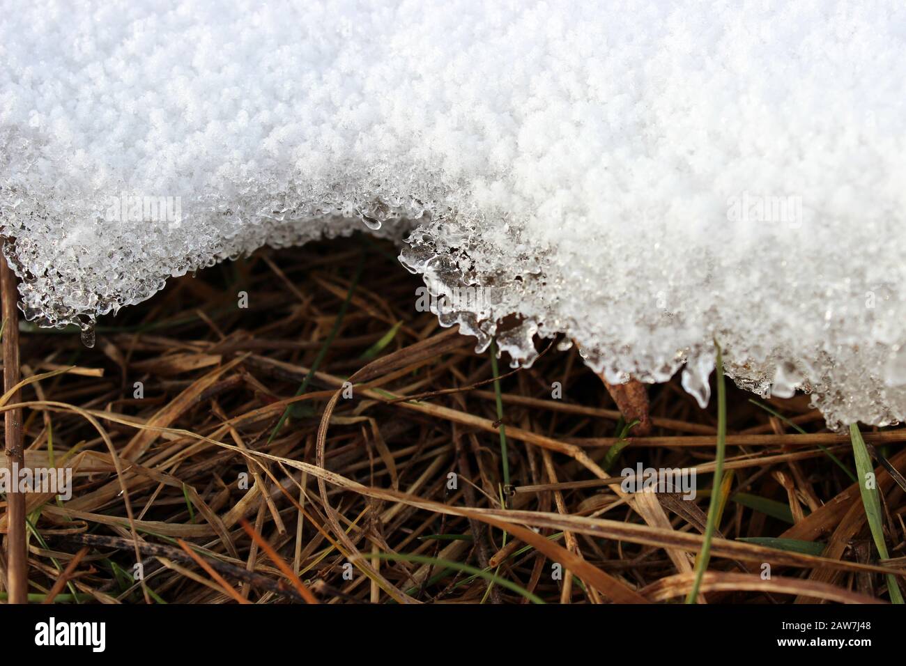 Closeup photo of melting snow Stock Photo - Alamy