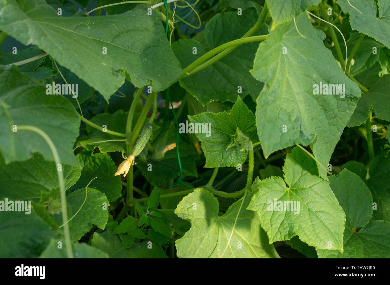 Tiny green baby cucumber on a vine. Growing vegetables background Stock ...