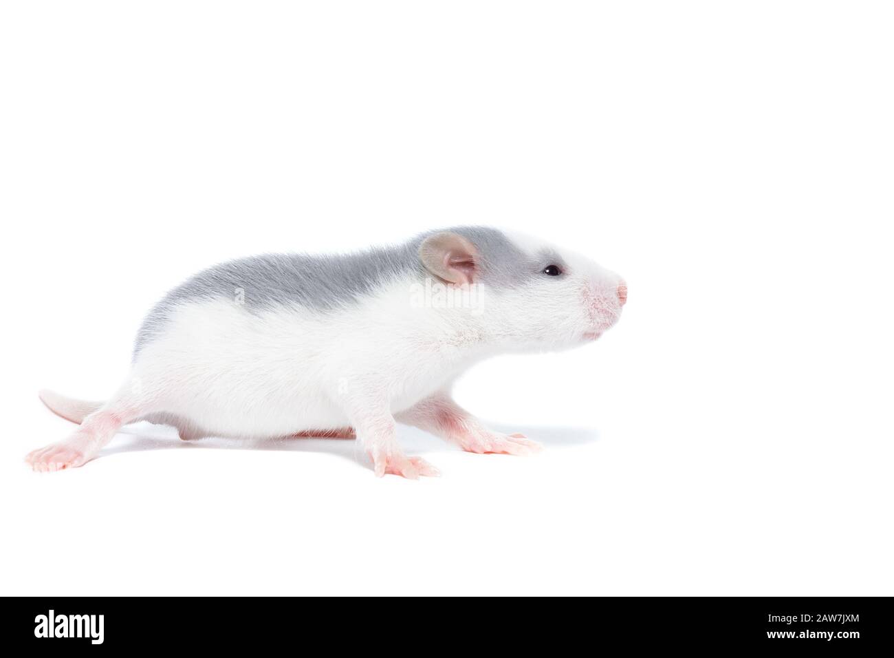 White rat face close hi-res stock photography and images - Alamy