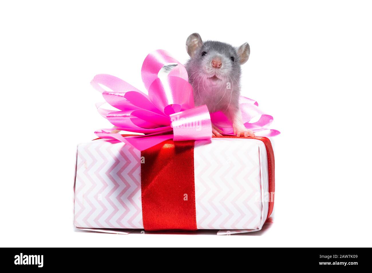 Gray rat on gift box. Isolated on white background. beauty on a gift ...