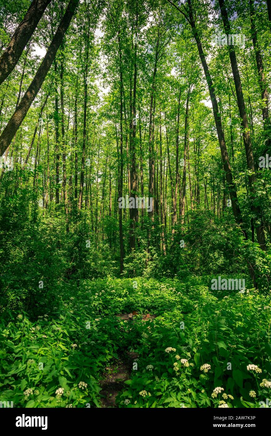 Beautiful tall trees hi-res stock photography and images - Alamy